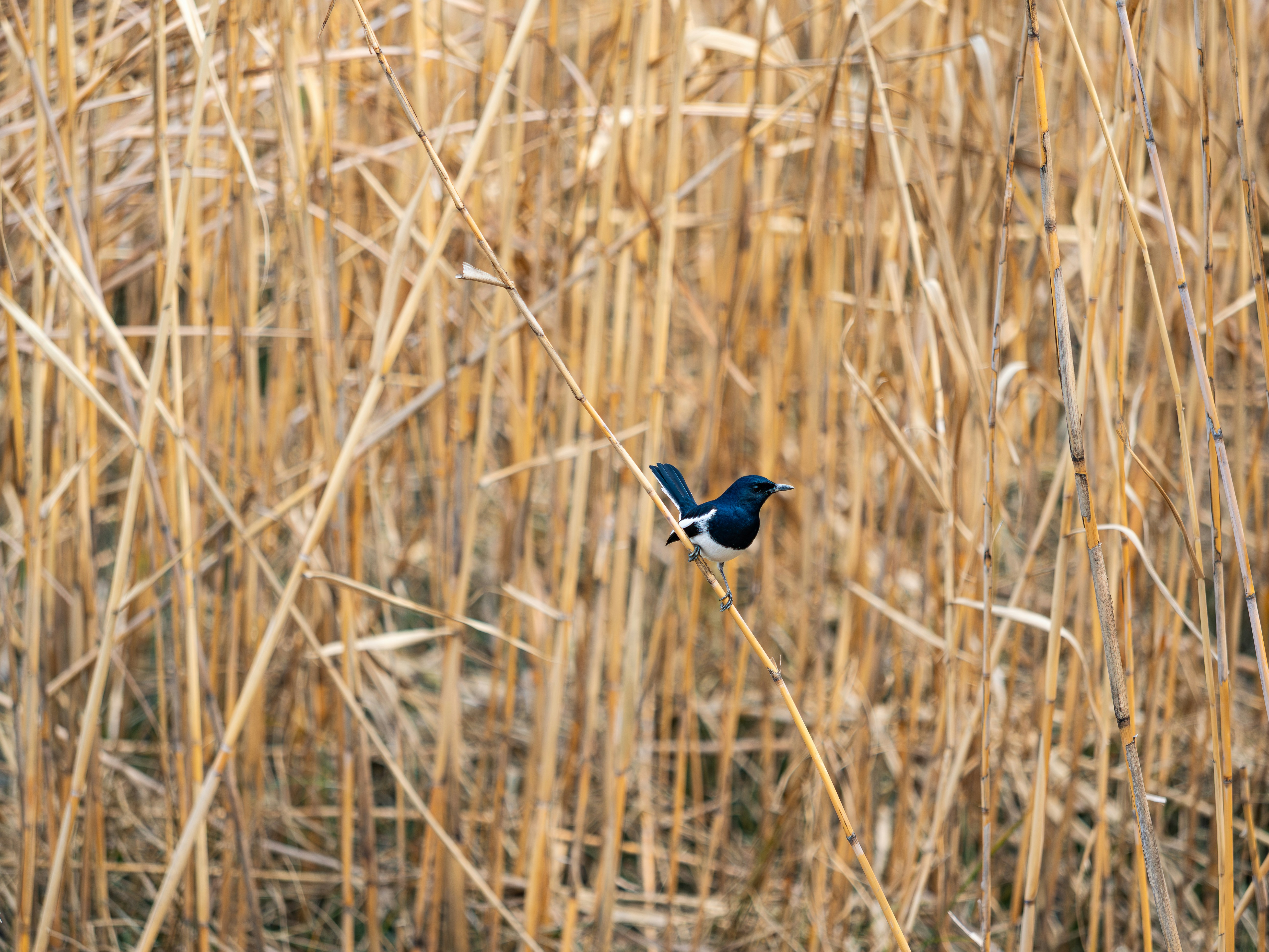 Azure Kingfisher among Golden Reeds