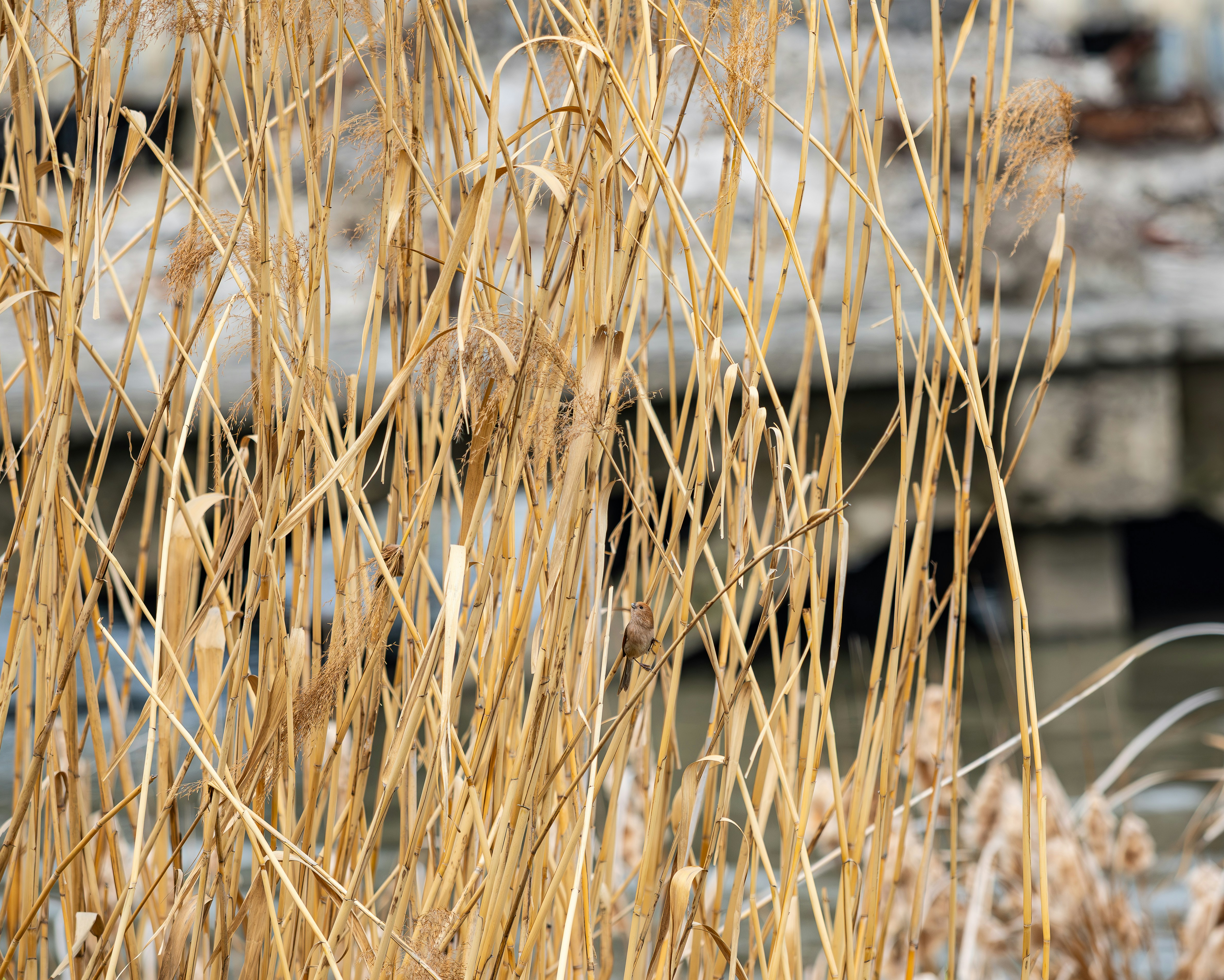 Golden reeds fringe a weathered waterfront with a distant, muted harbor backdrop