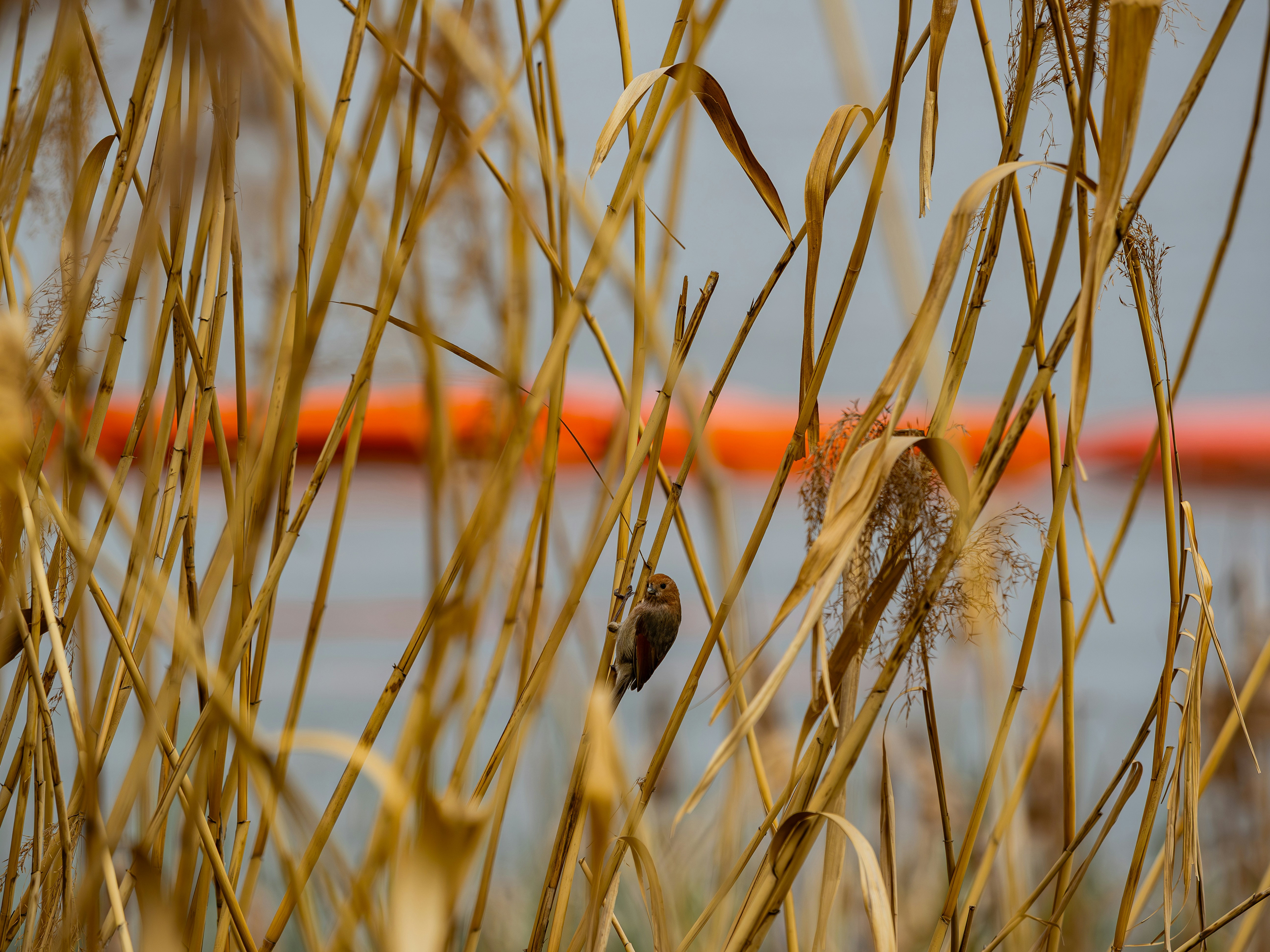 Hidden Chorus in the Reed Field