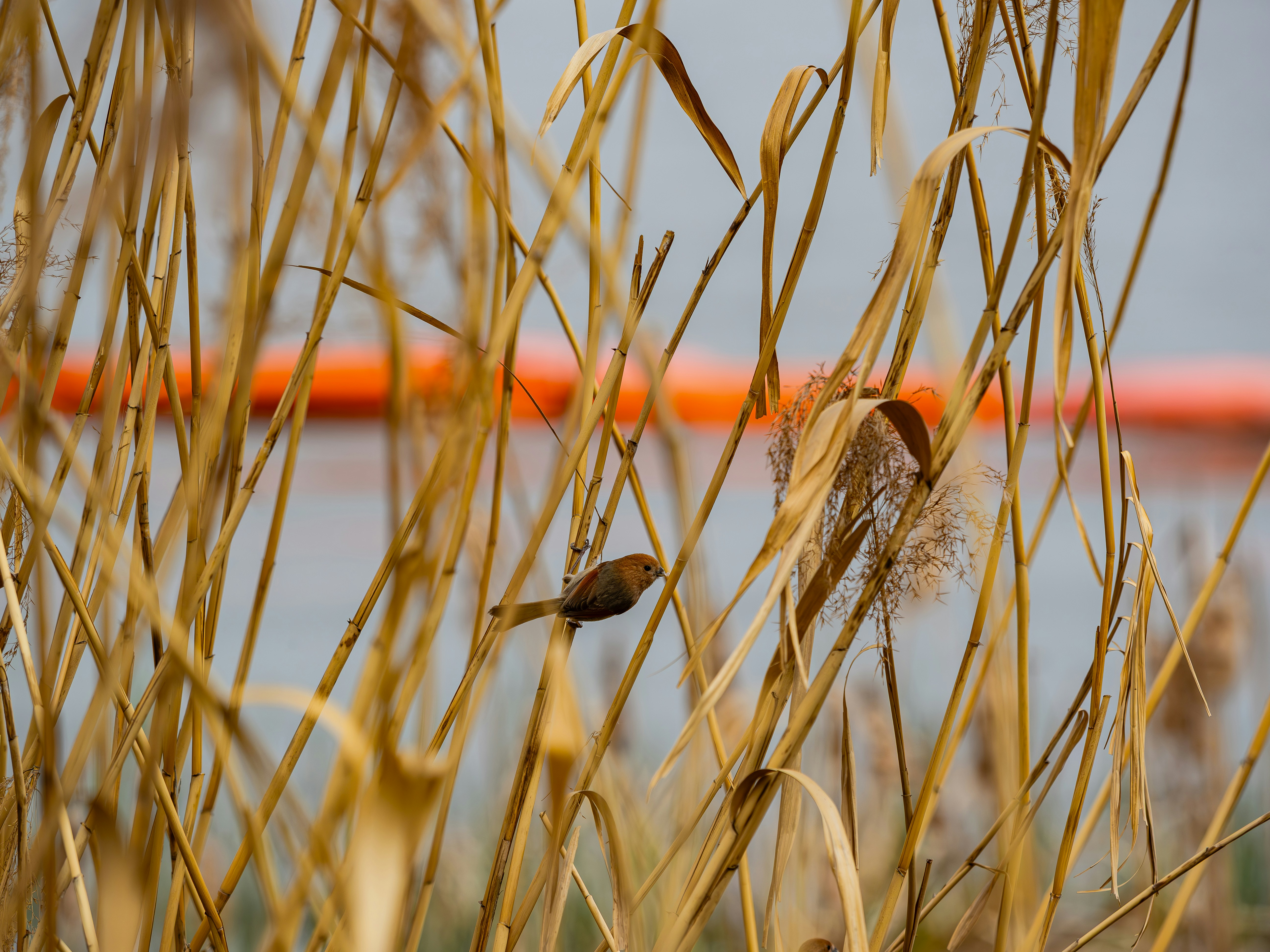 Marsh Grass Silhouettes Against a Distant Orange Bar