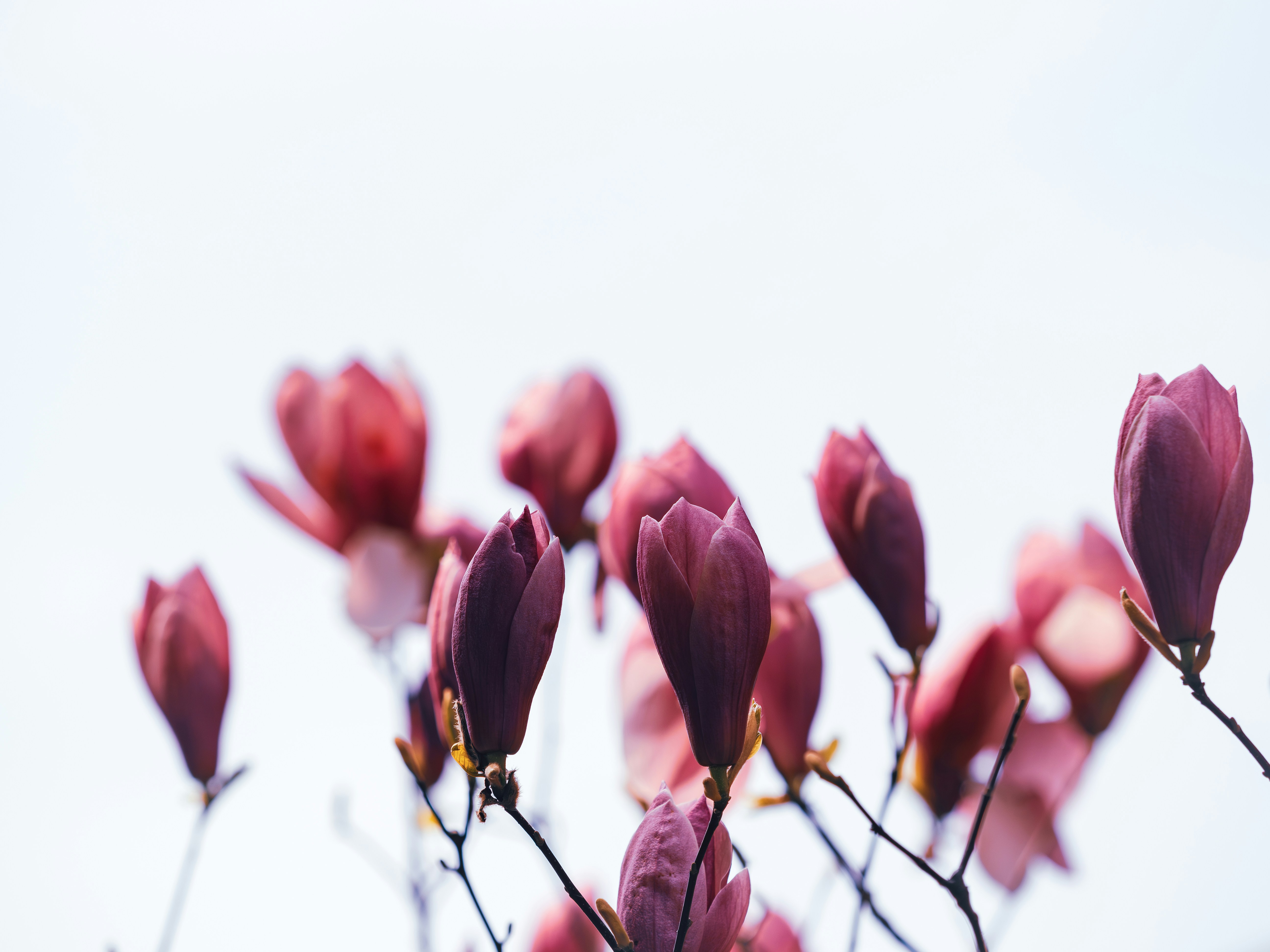 Blooming Buds in Soft Backlight