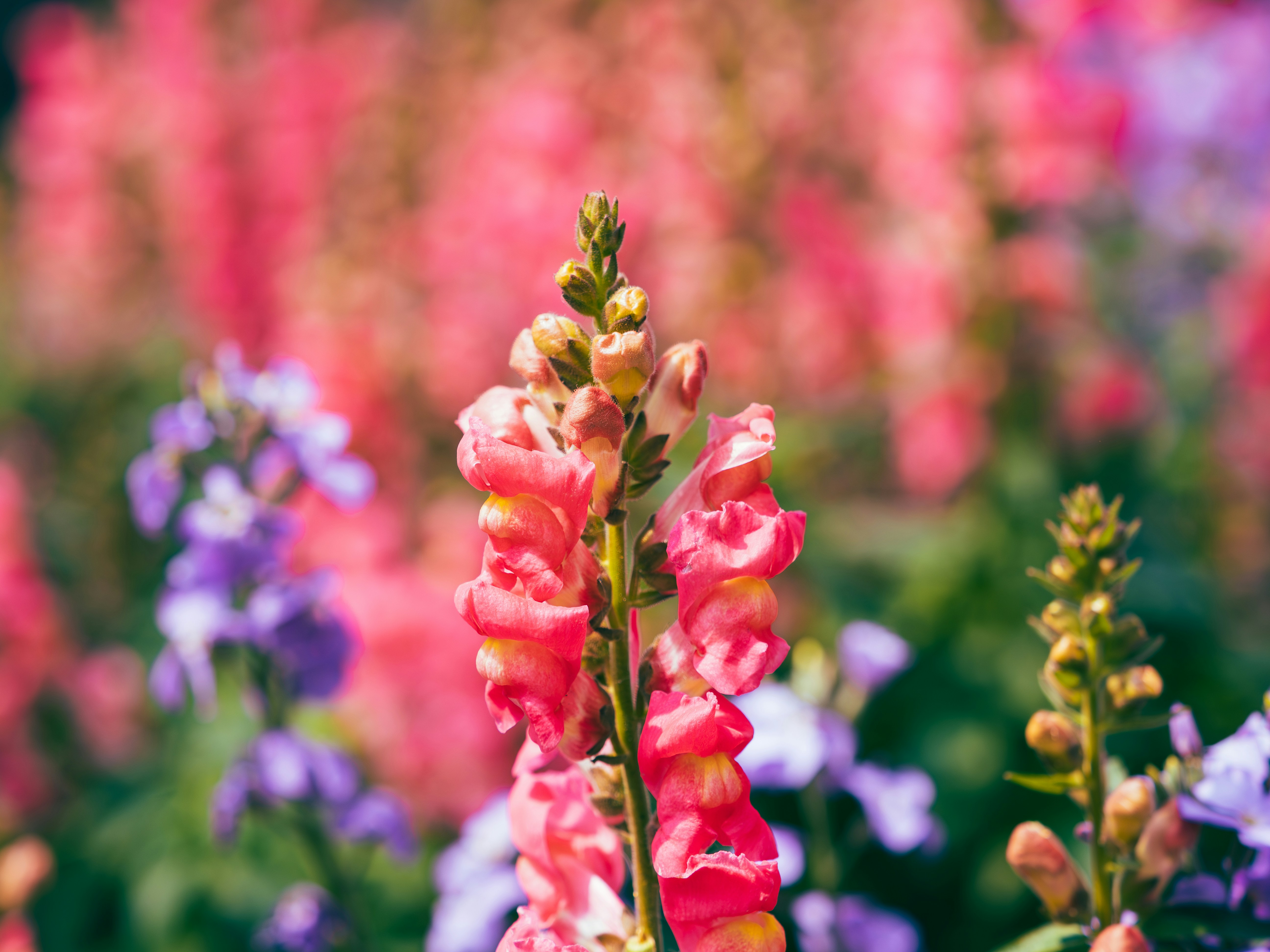 Glow of Snapdragons: a Portrait of Color in a Garden Blur