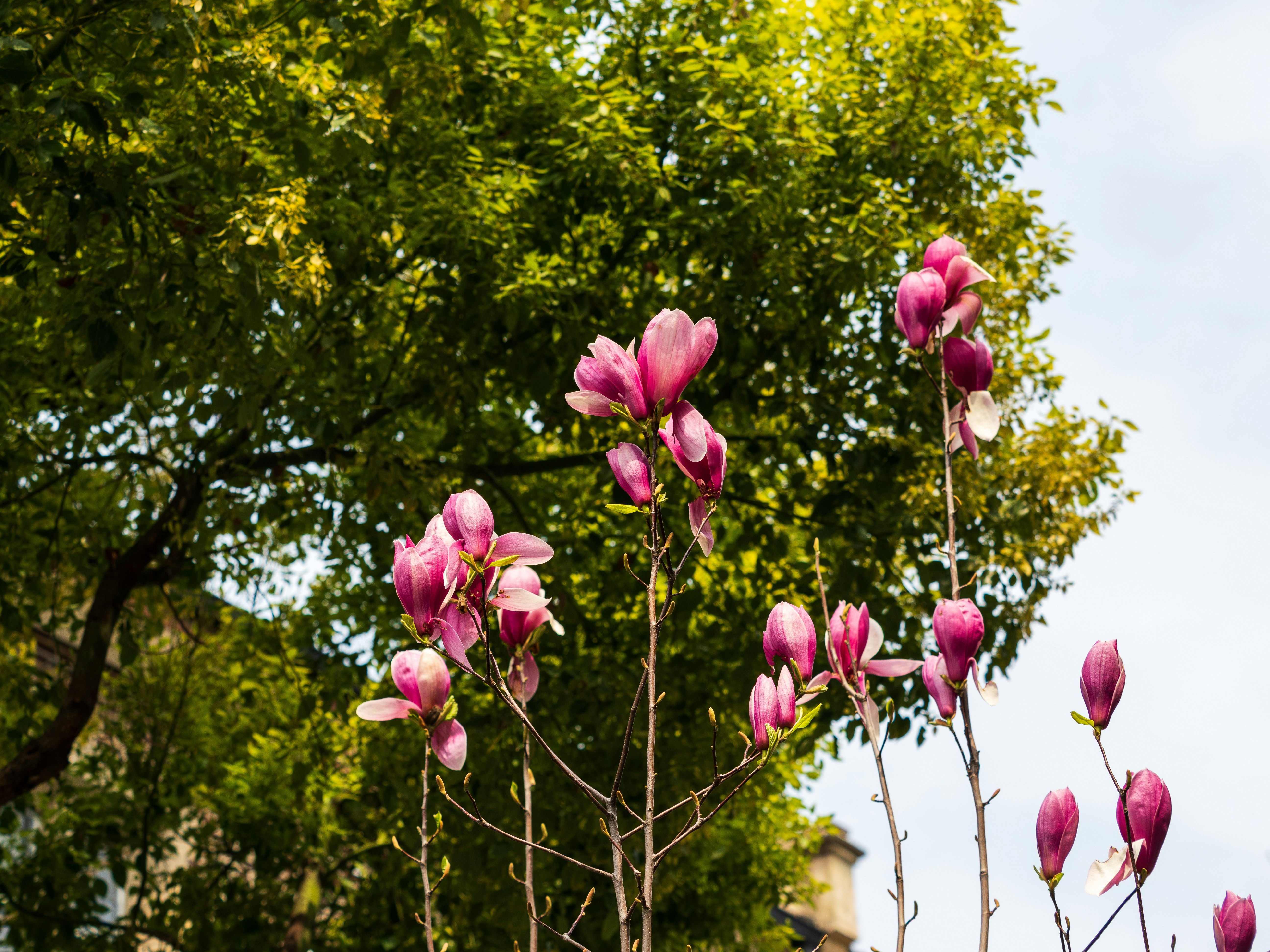 Pink Magnolia Buds Reaching Toward Morning Light