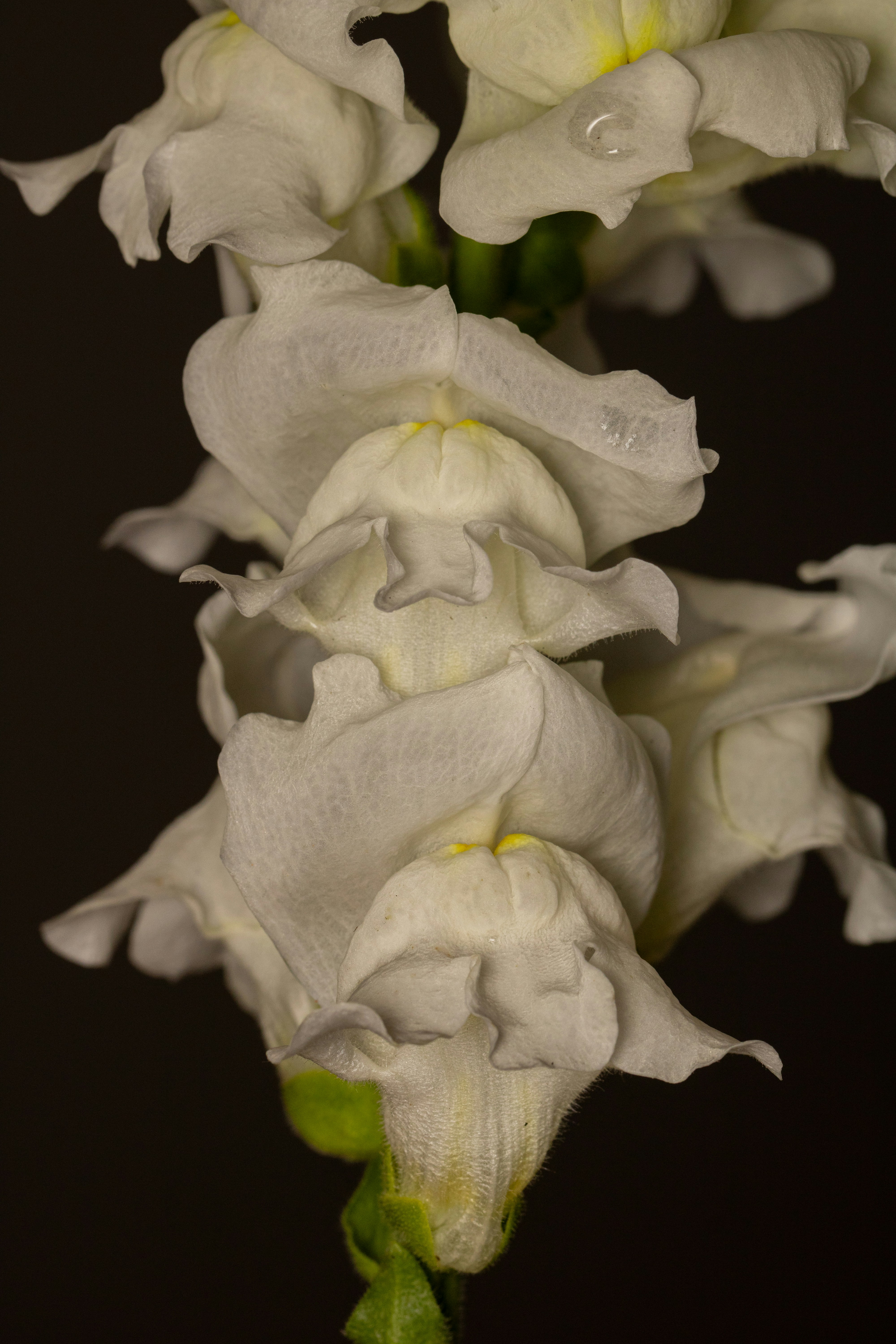 White Delphinium in Focus: Architectural Blooms Against a Midnight Backdrop