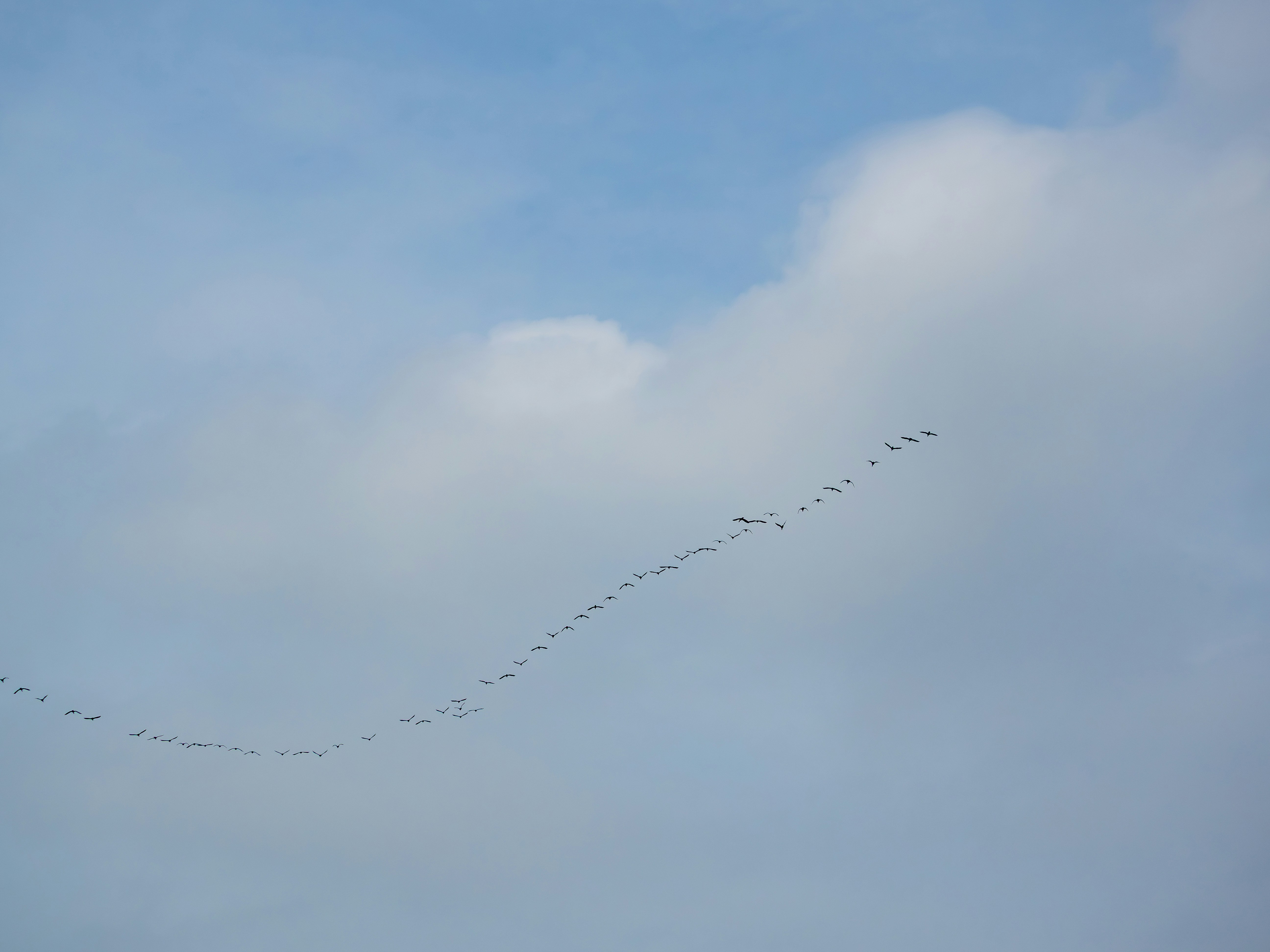 V-formation in the Quiet Sky