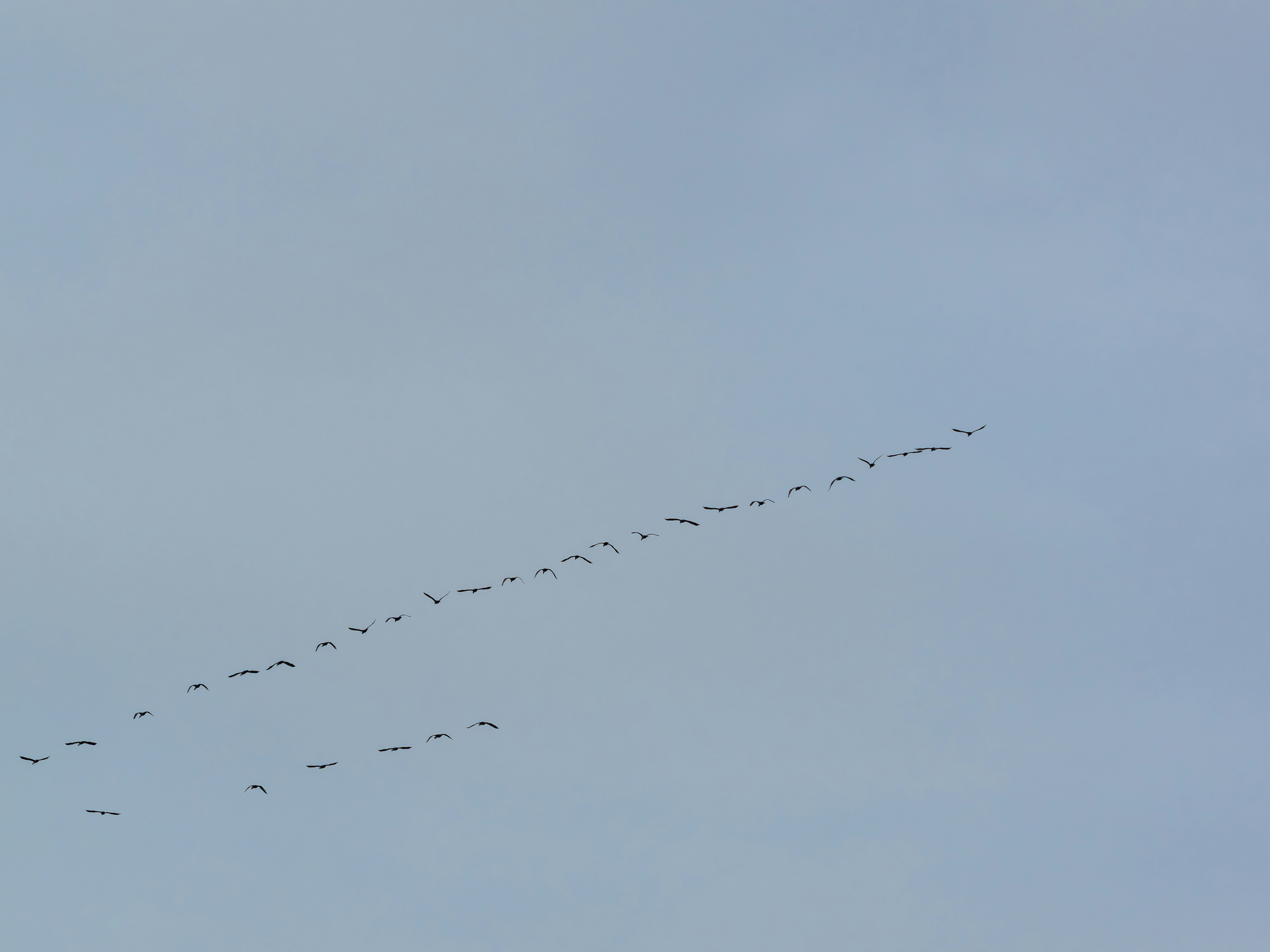 V-formation in Coastal Skies