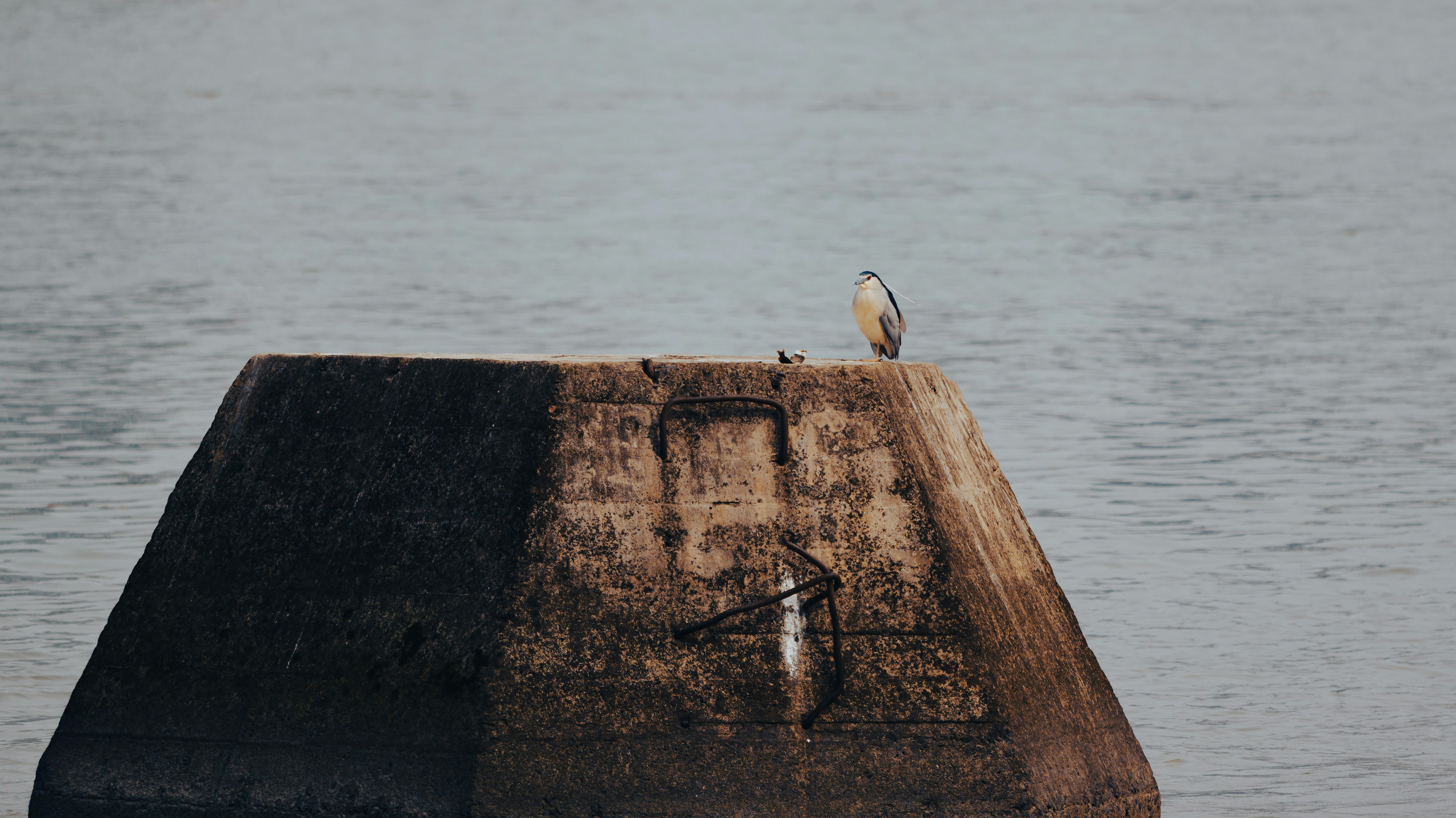 Secluded Bird Watch: A lone heron on weathered concrete