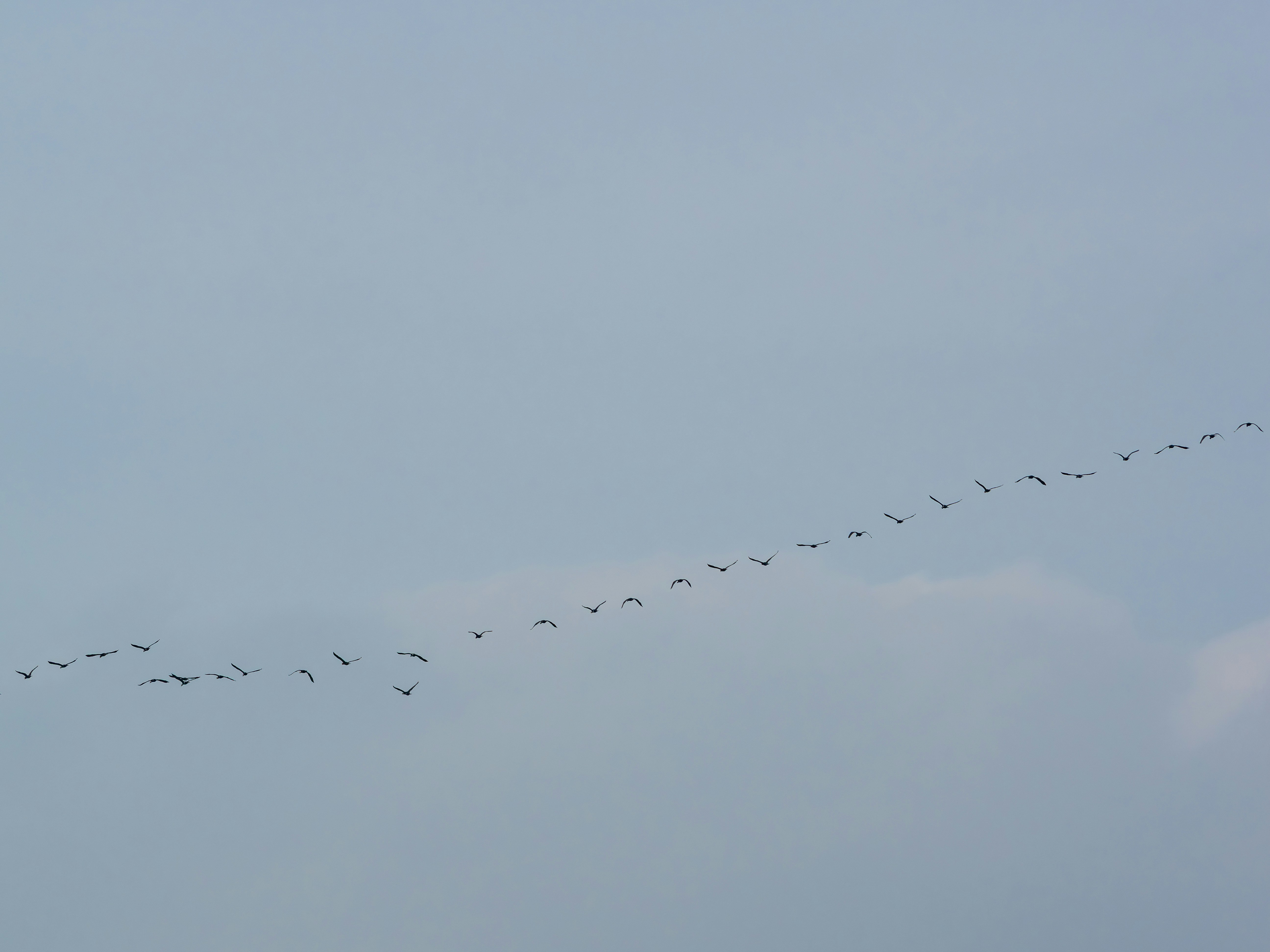 V-formed Flight Across an Open Sky
