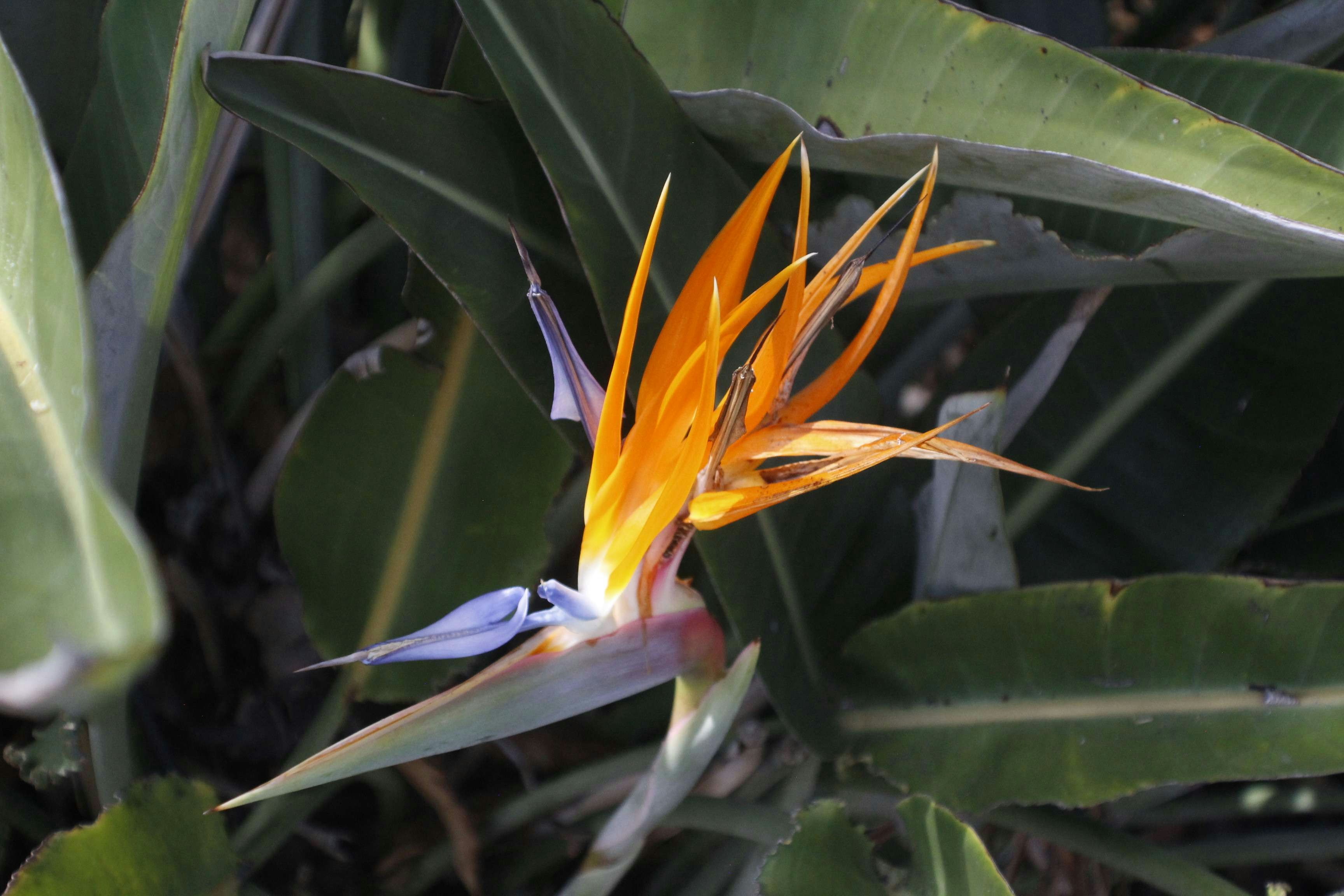 Orange Bird of Paradise Emerging from Deep Green