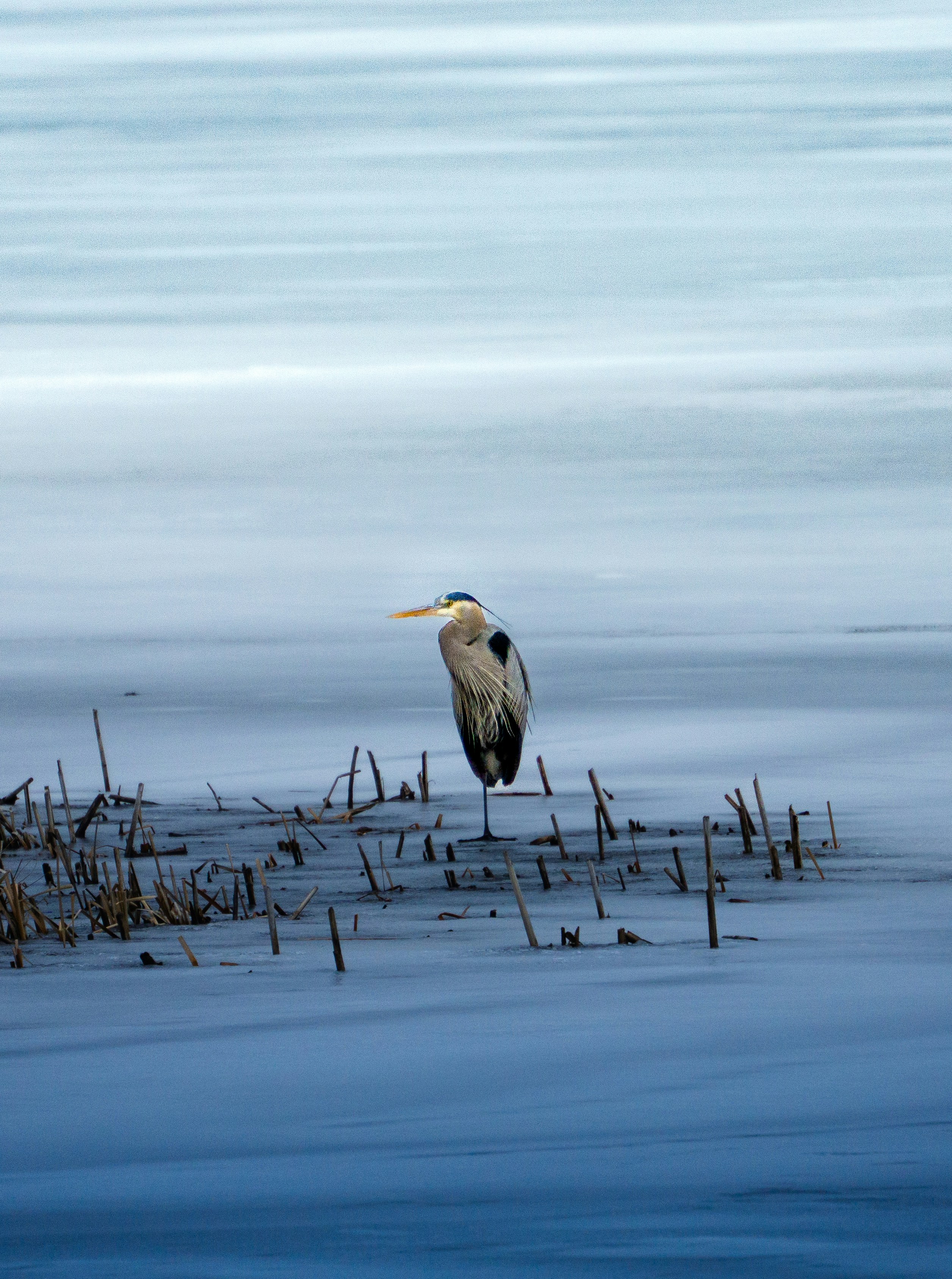 Lonely Grey Heron Standing on Shallow Blue Waters