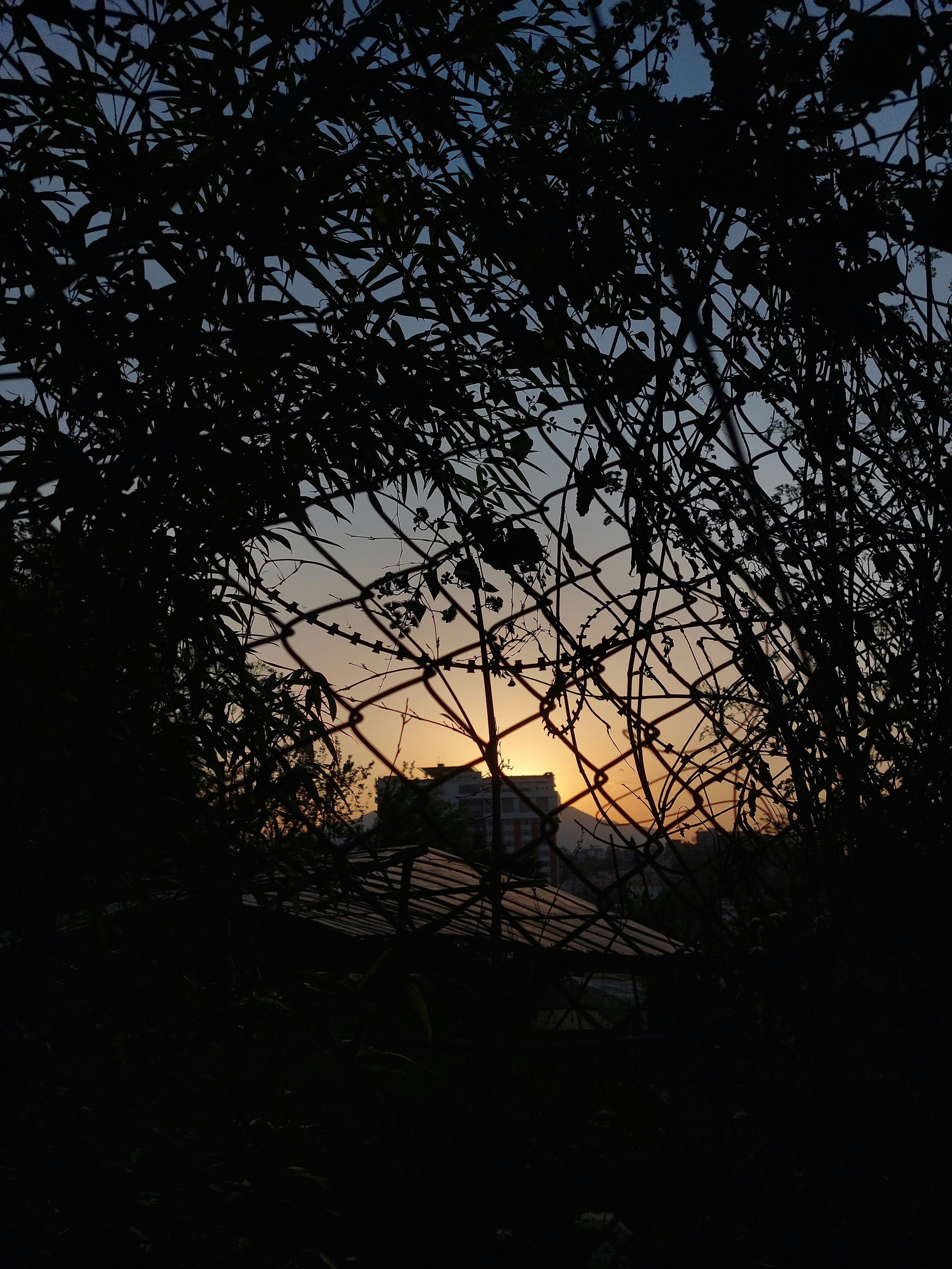 Sunset Framed by Silent Veil of Leaves
