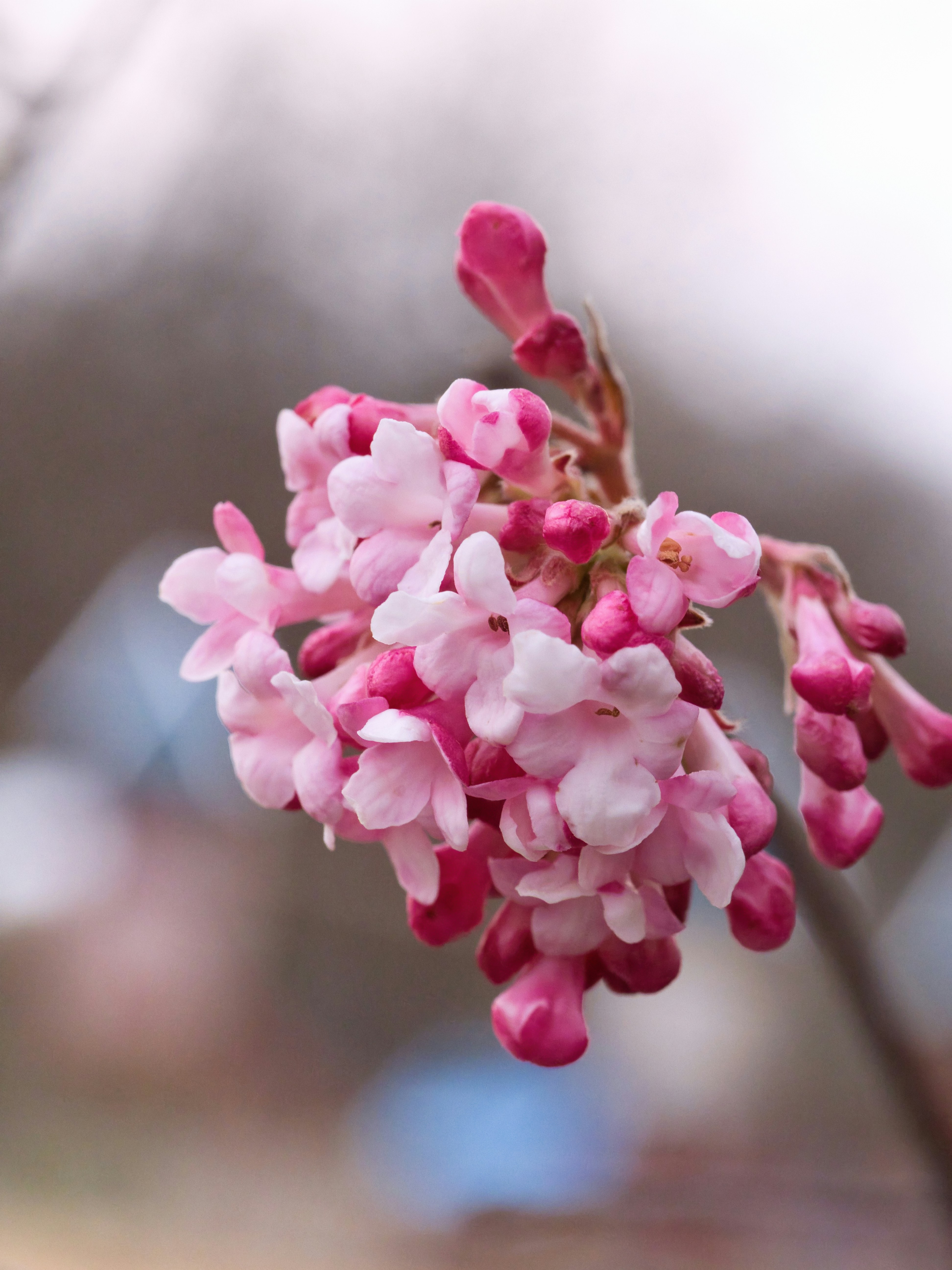 Pink blossoms in soft focus bloom
