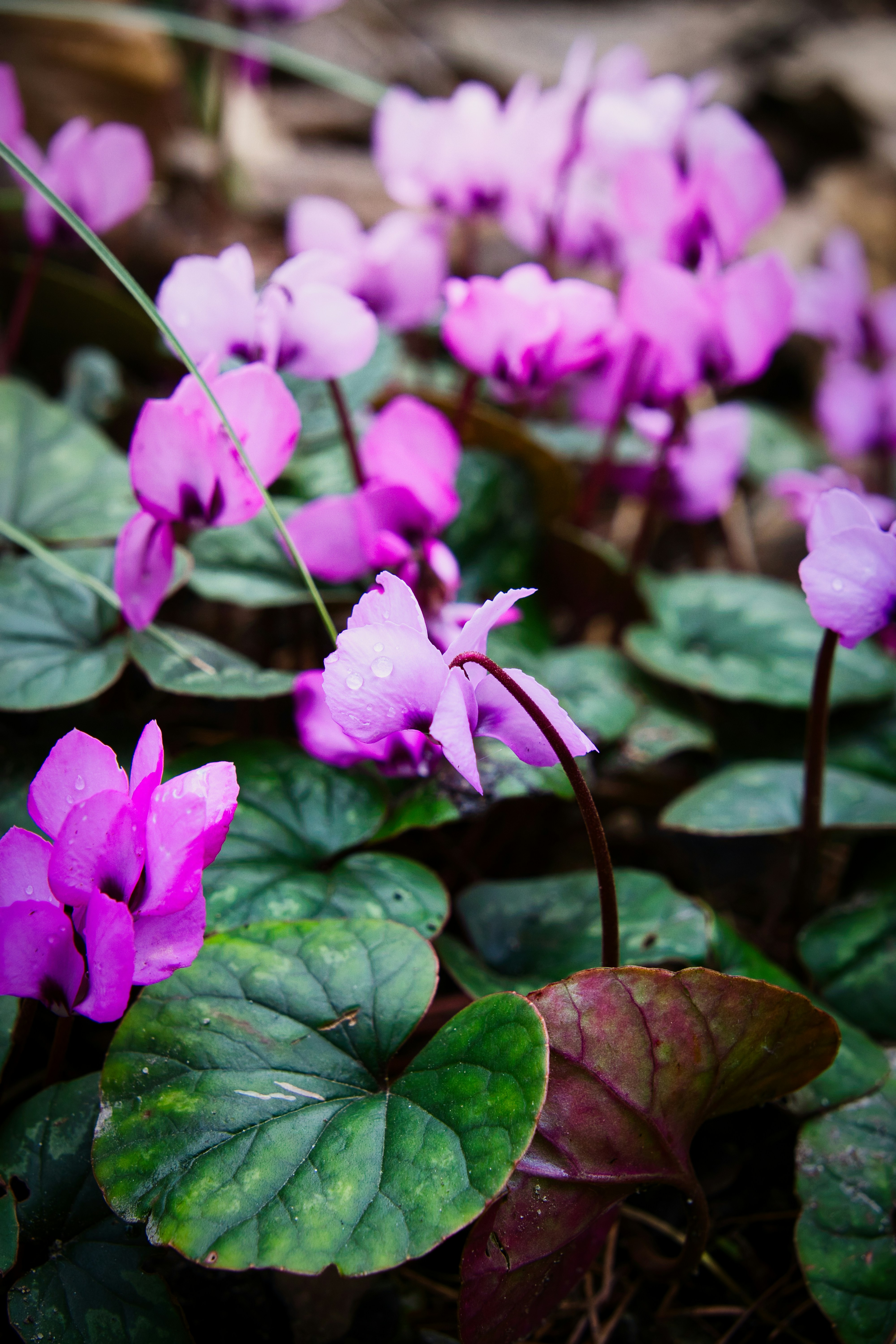 Violet Cyclamen Mirage: A Garden Patch in Soft Focus