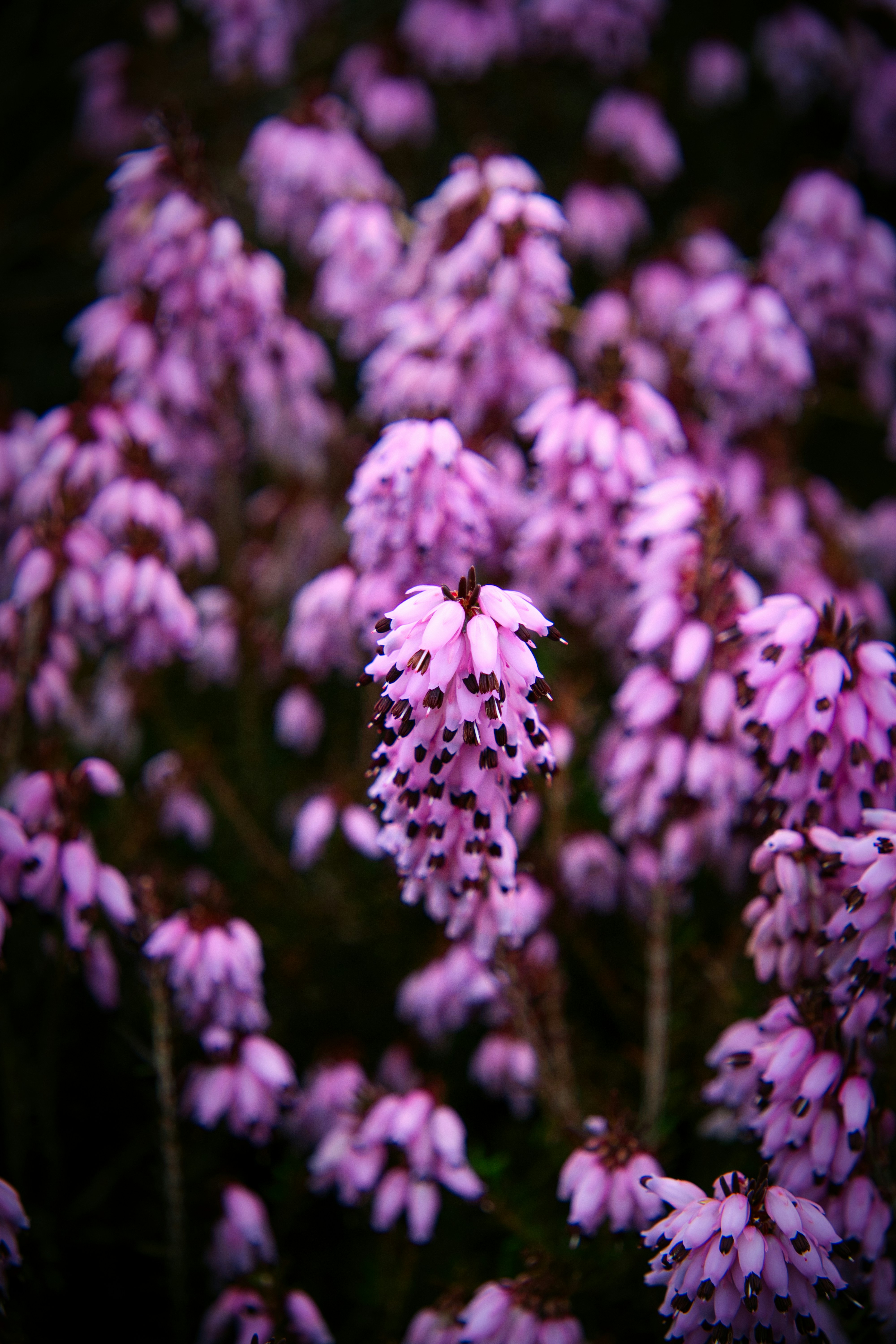 A Lavender Crown: Central Bloom in a Sea of Plum-Flowers