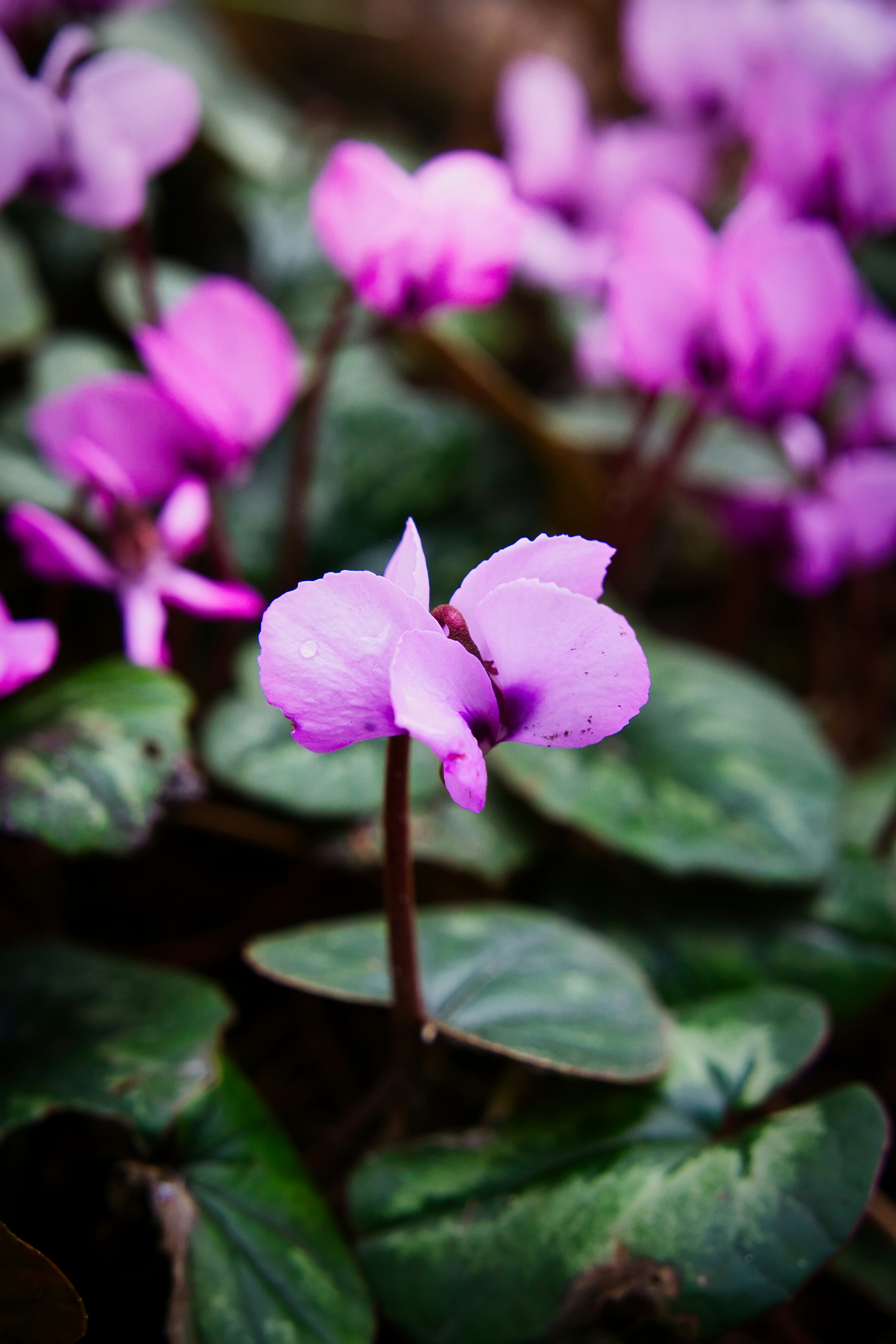 Pink Cyclamen in Focus: Central Blossom with Blurred Background