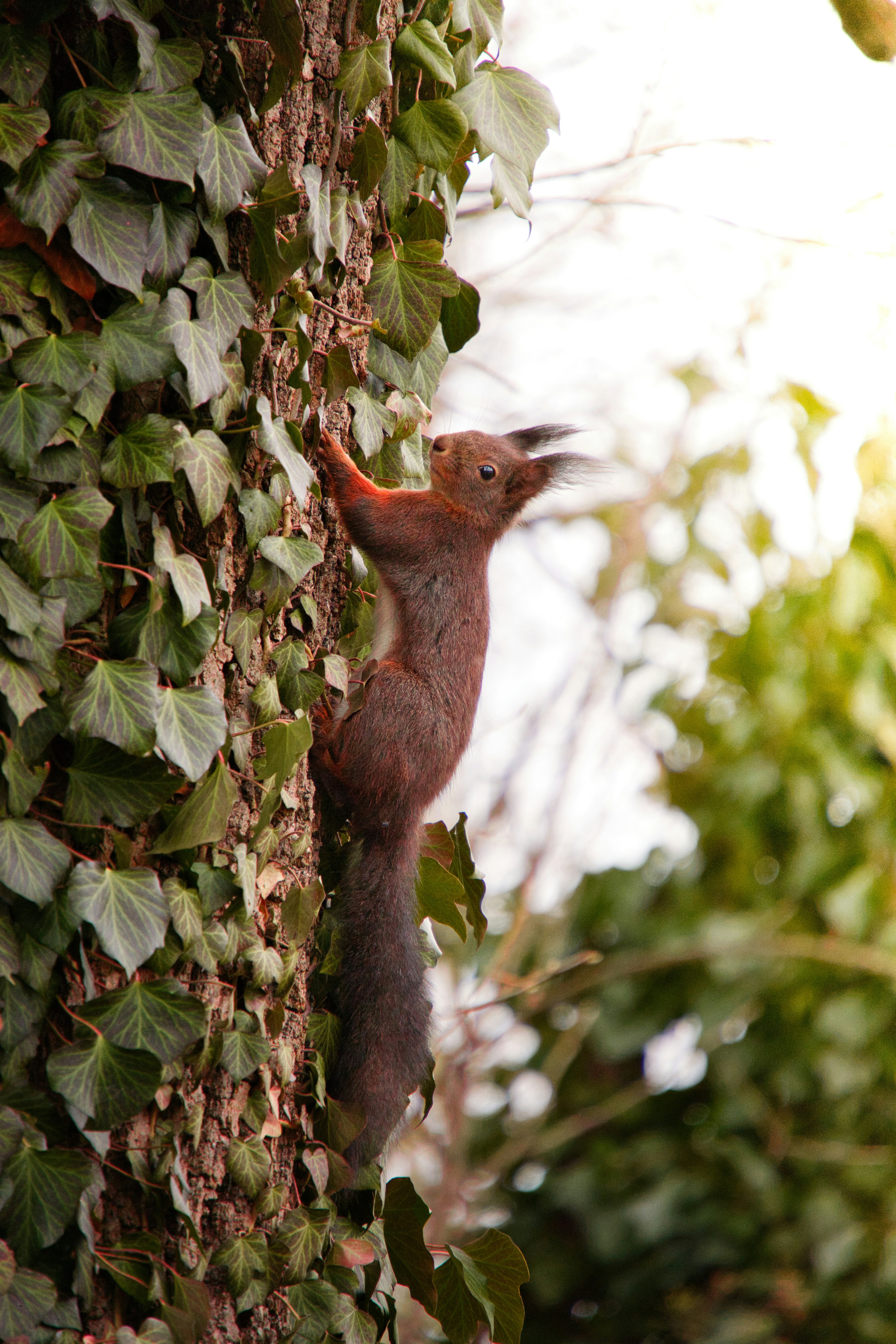 Clinging Red Squirrel on Ivy-Covered Trunk
