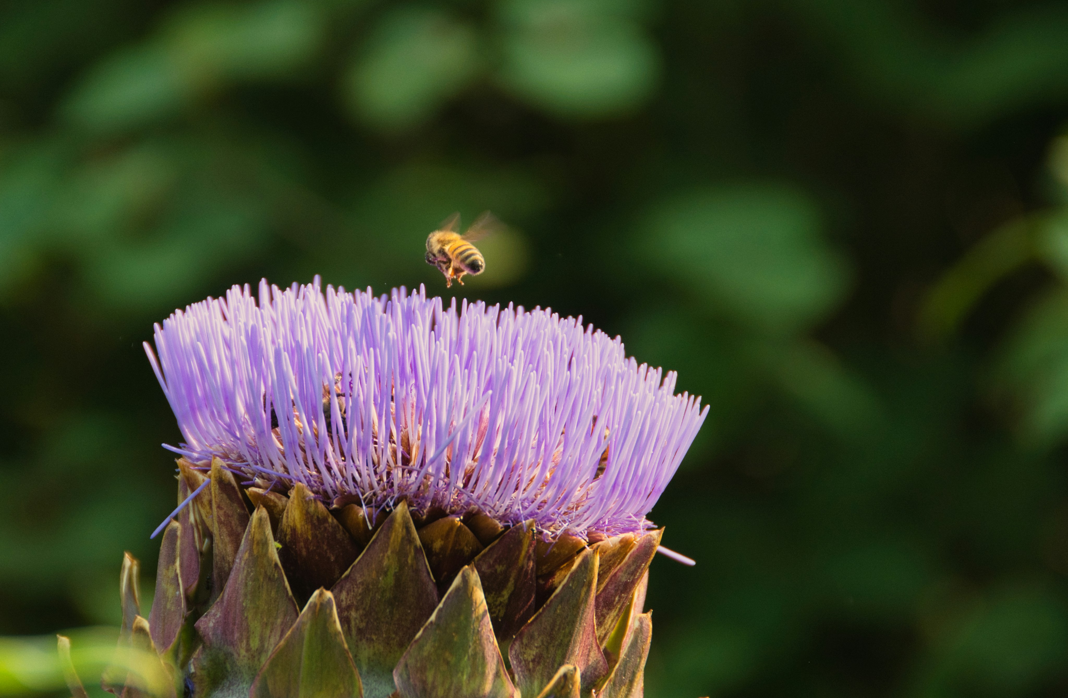 Hovering Visitor Over a Purple Crown: A Bee Meets a Artichoke Flower