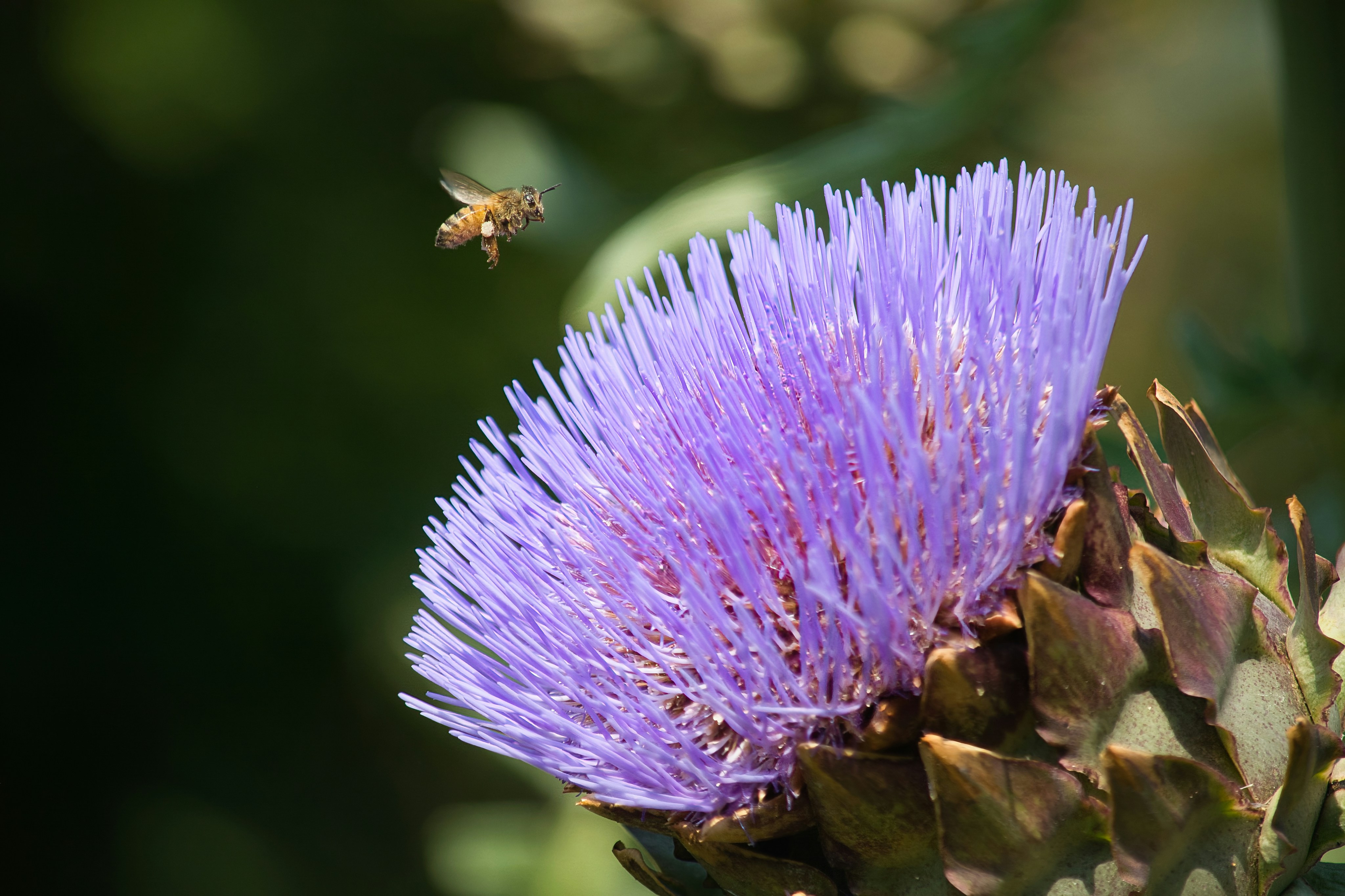 Purple Crown: A Bee in Flight Beside a Violet Thistle