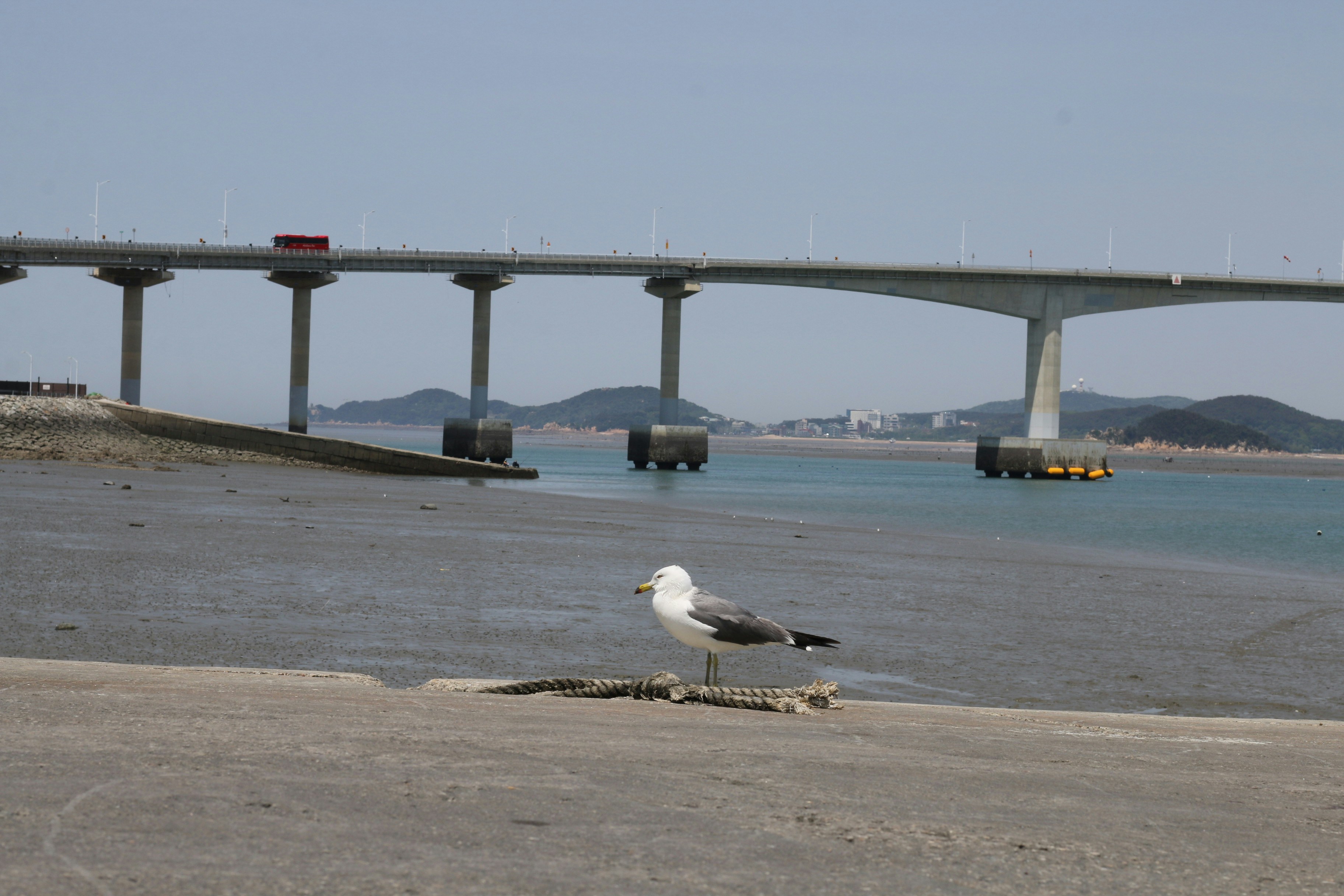 Seagull at the Pier: A Quiet Moment by the Bridge