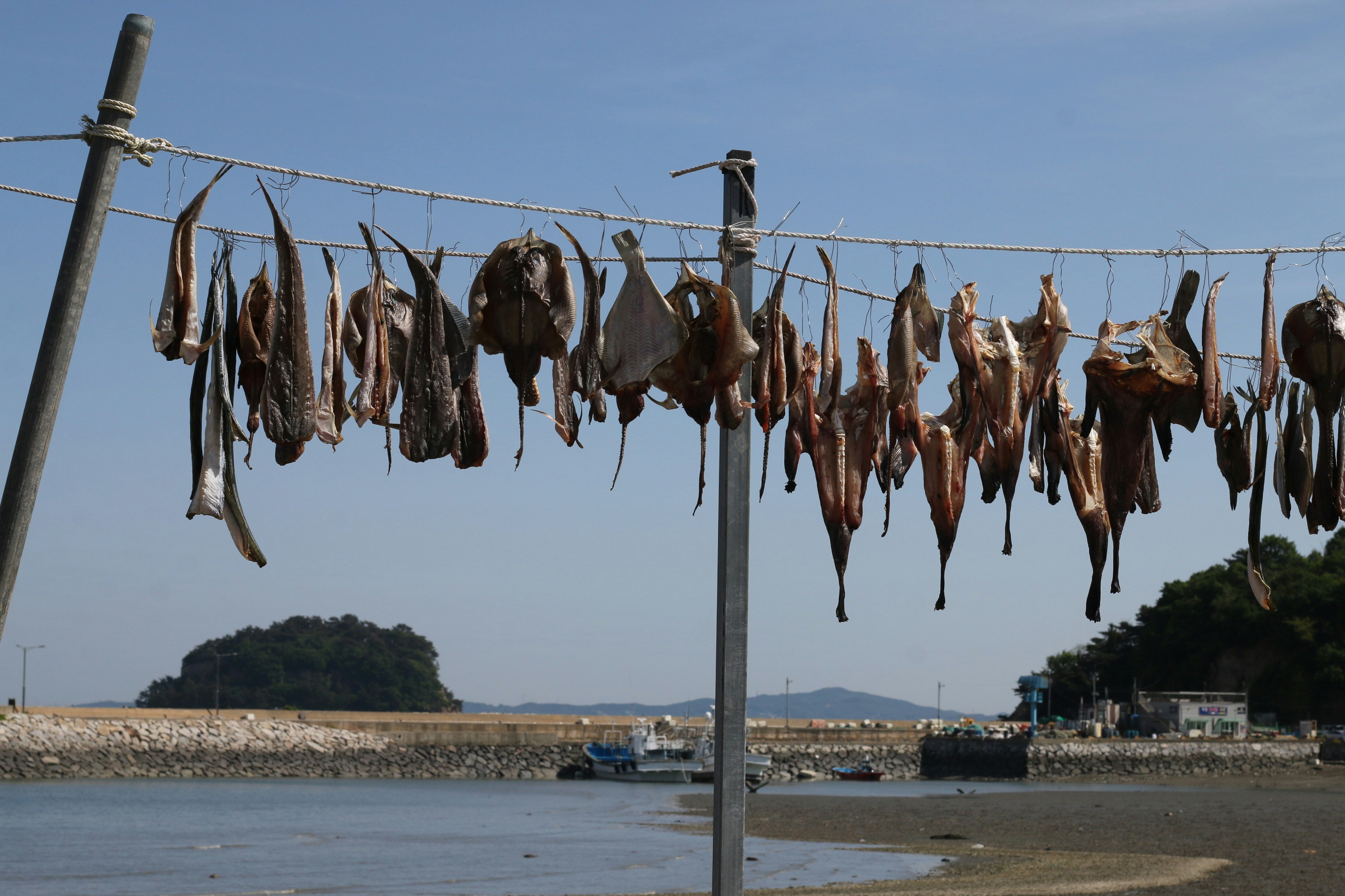 Cured Prospects: Dried Fish on a Waterfront Line