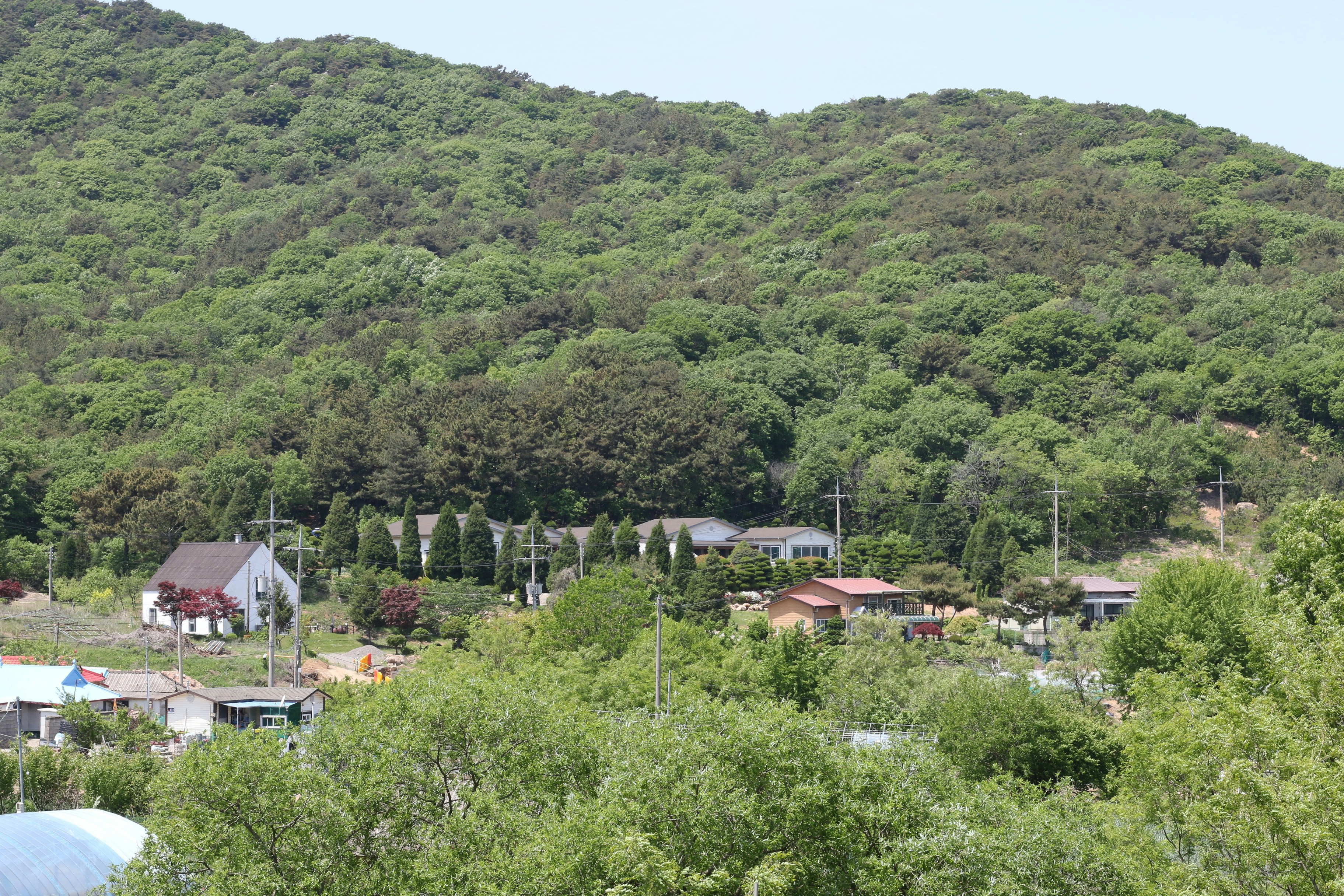 Hilltop Village Beneath a Verdant Forest