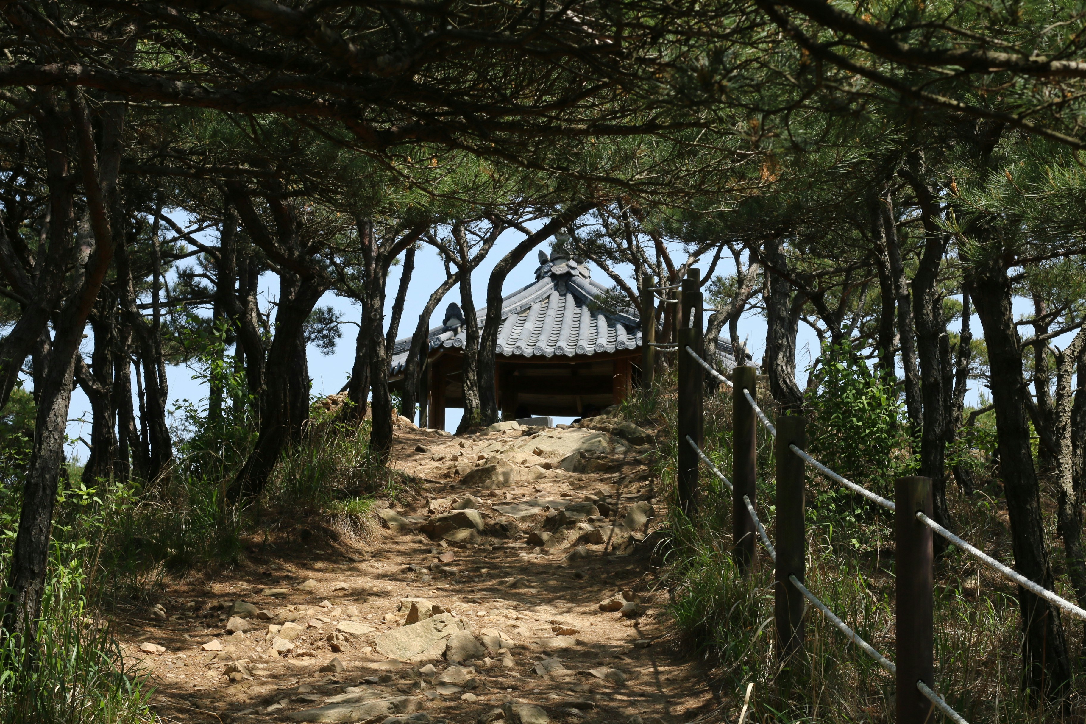 Trail to a Hidden Shelter: Cedar Canopy Overlook