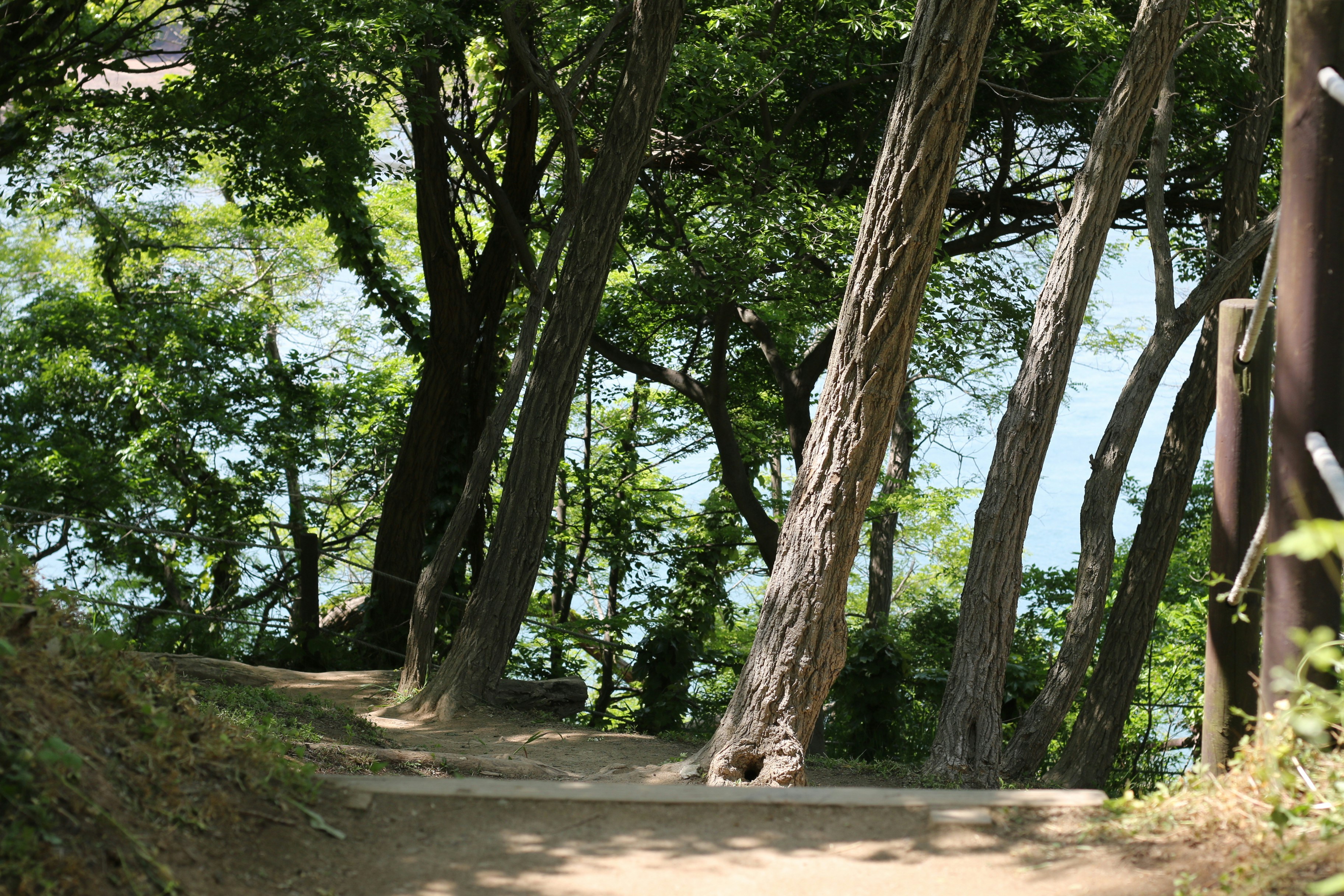 Sunlit Forest Path: Trees Lean into the Trail