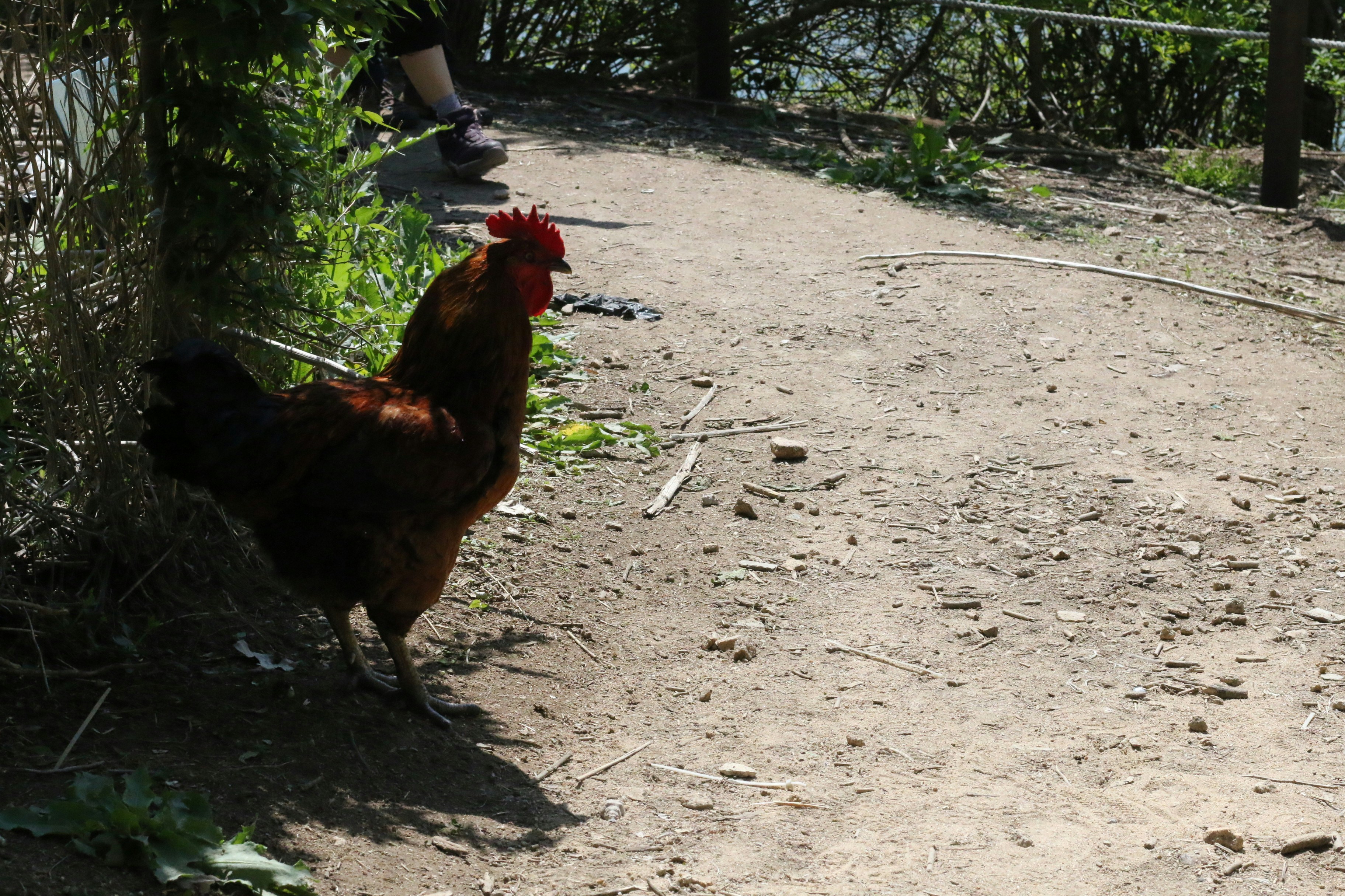 Rooster in Dappled Shade: A Ground-Level Street Scene