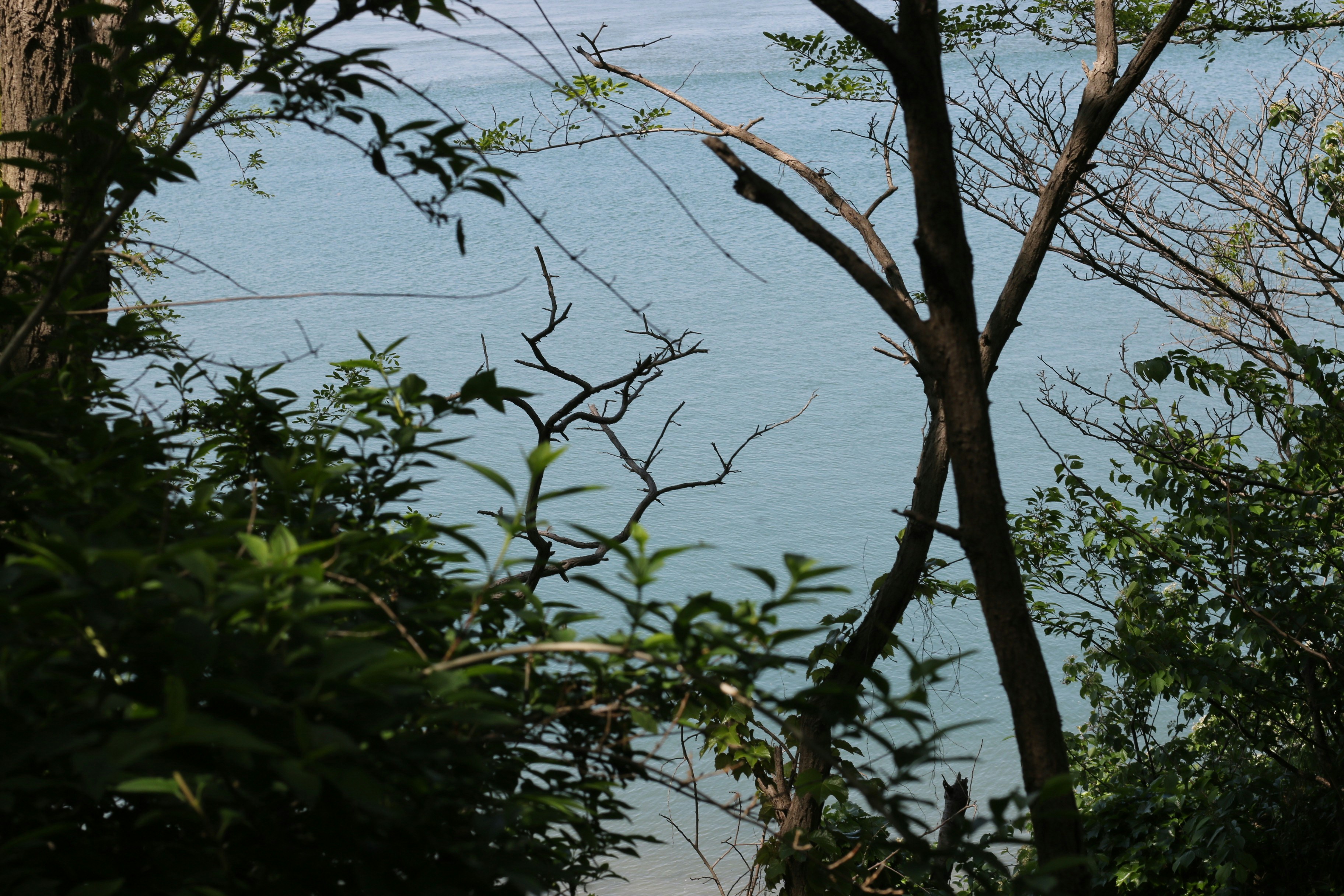 Veil of Leaves Over Quiet Waterfront