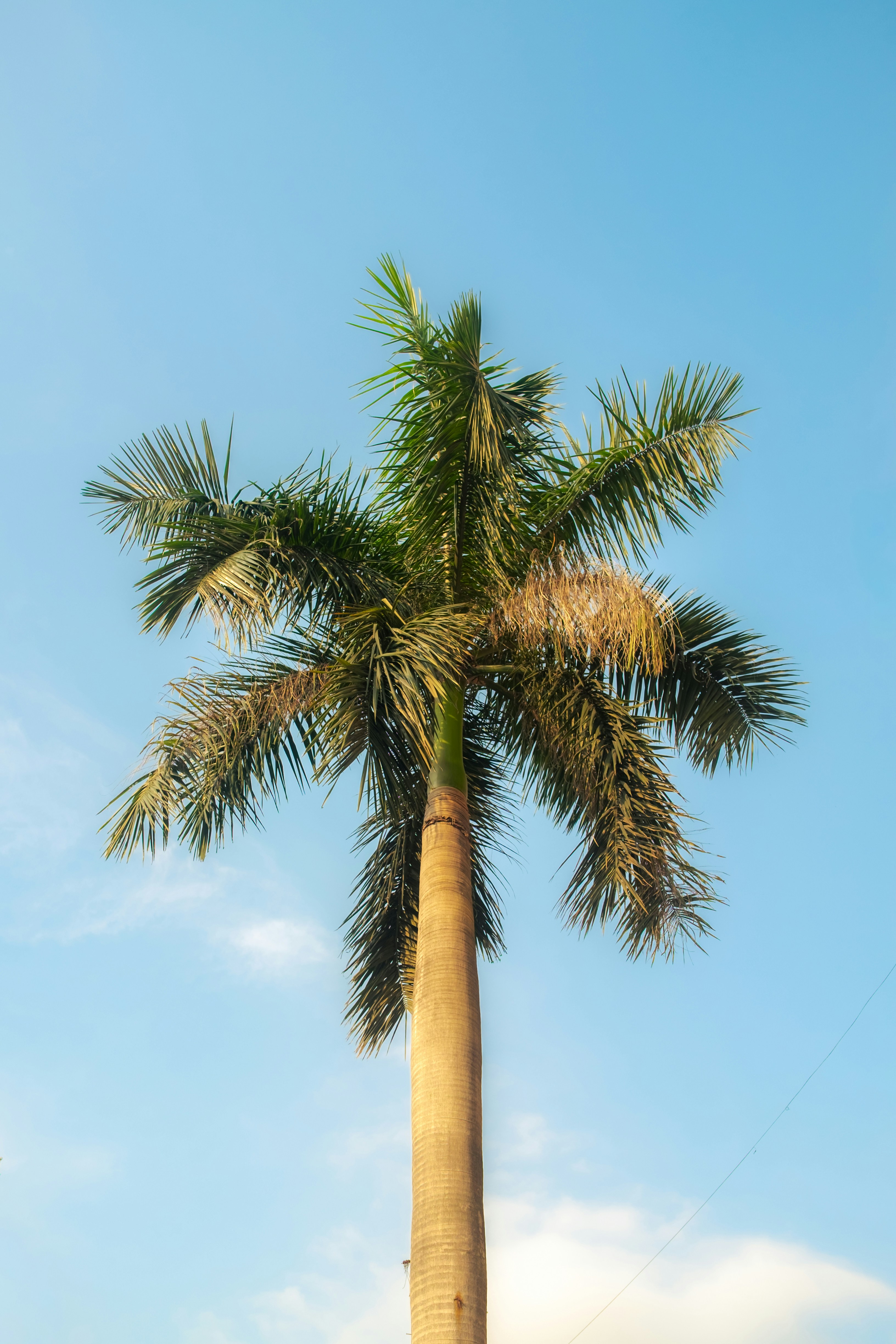 Palm Sentinel Reaching Toward a Bright Sky