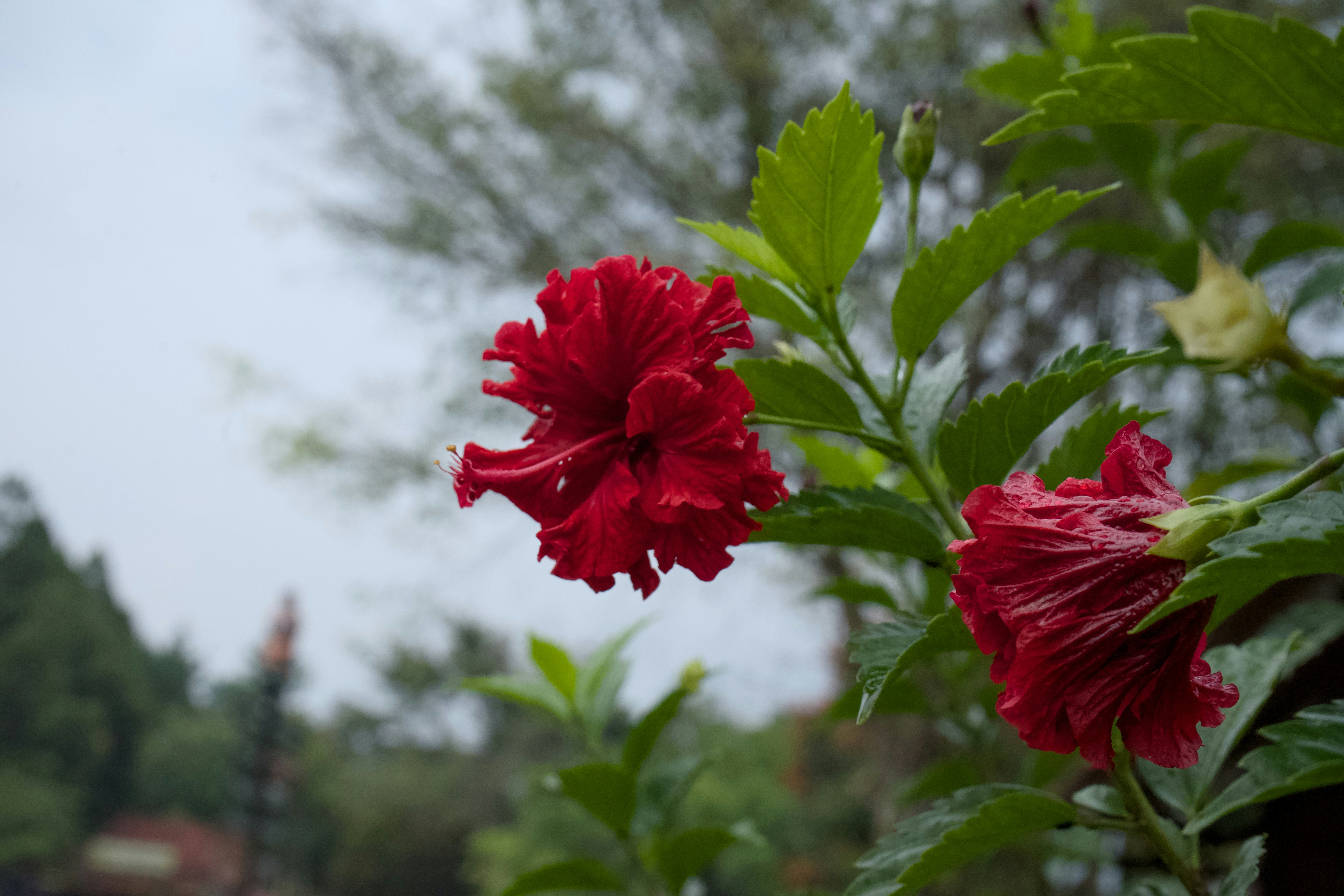 Crimson Hibiscus in Soft Focus Garden