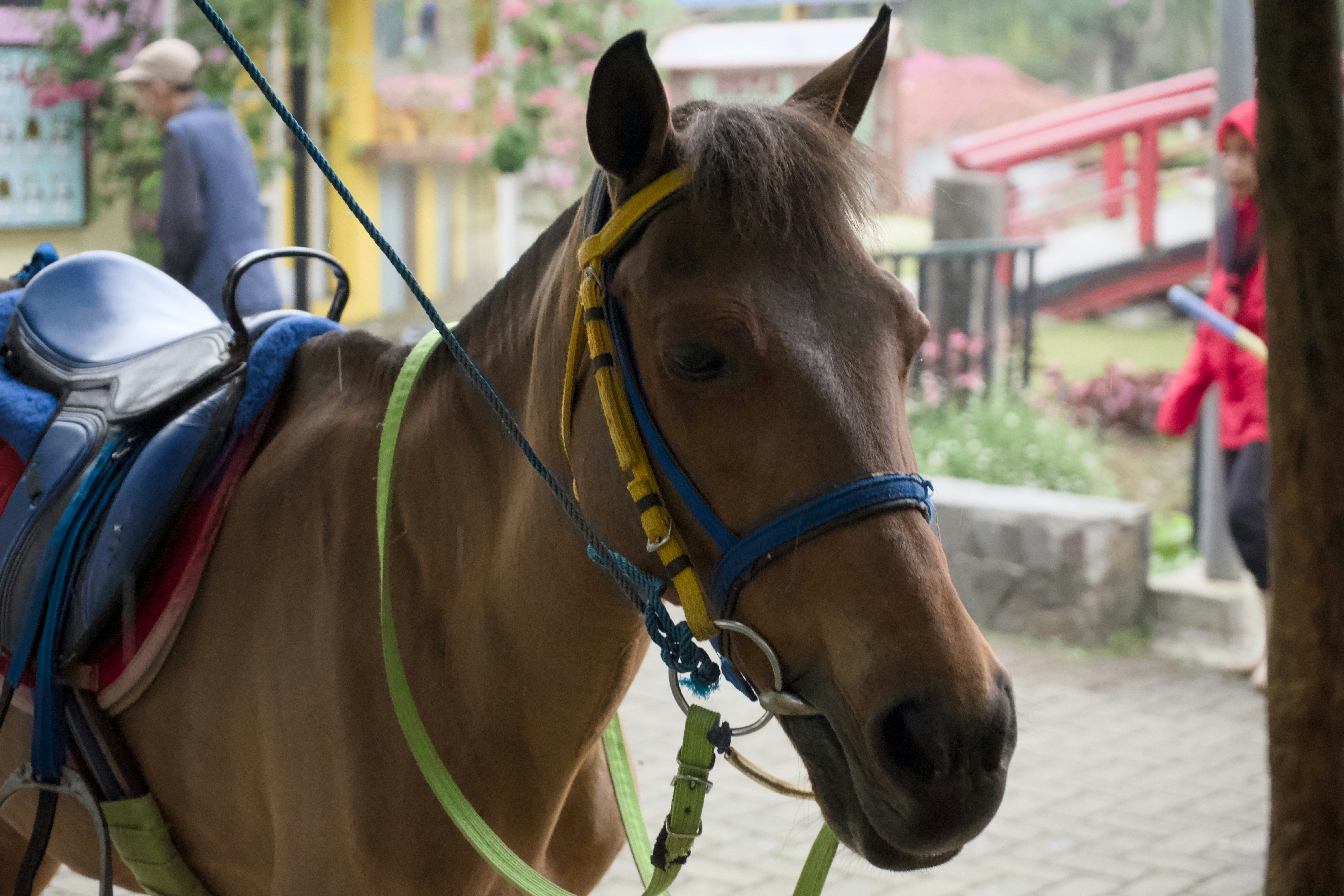Bridle and Blur: A Portrait of a Trained Horse in the Park