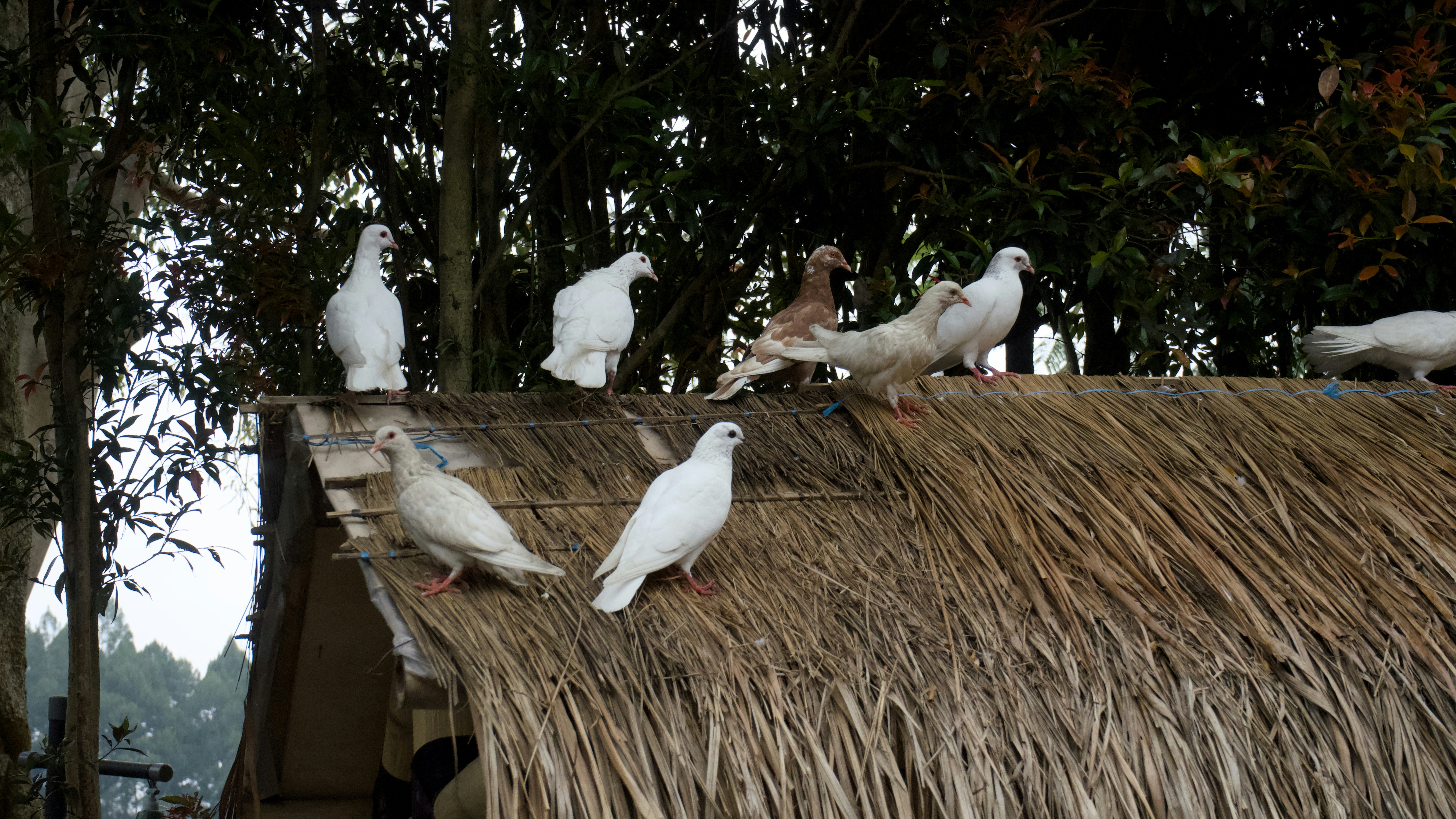 Pigeons Perched on a Thatched Roof