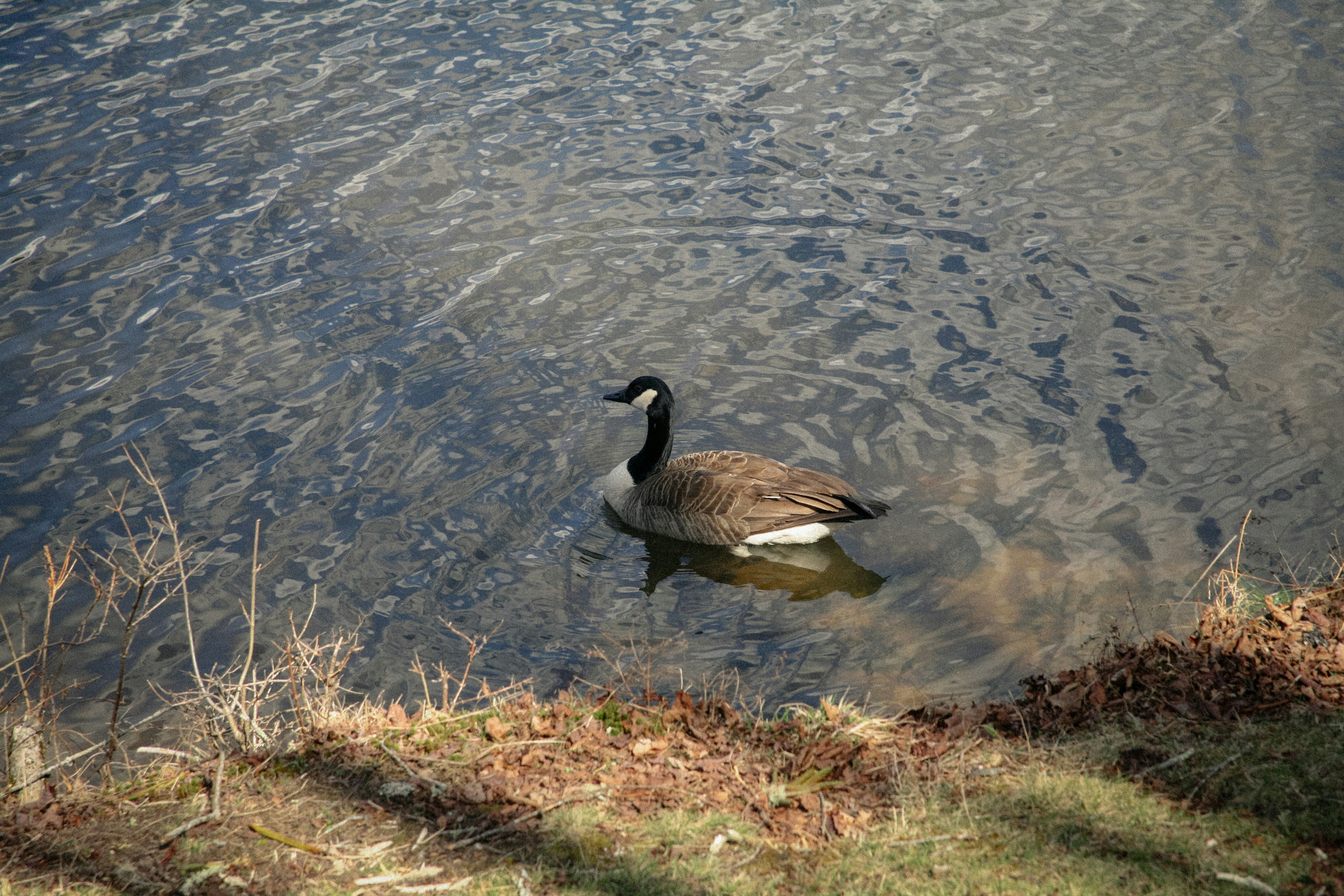 Loons at the Waterline: A Quiet Moment by the Shore