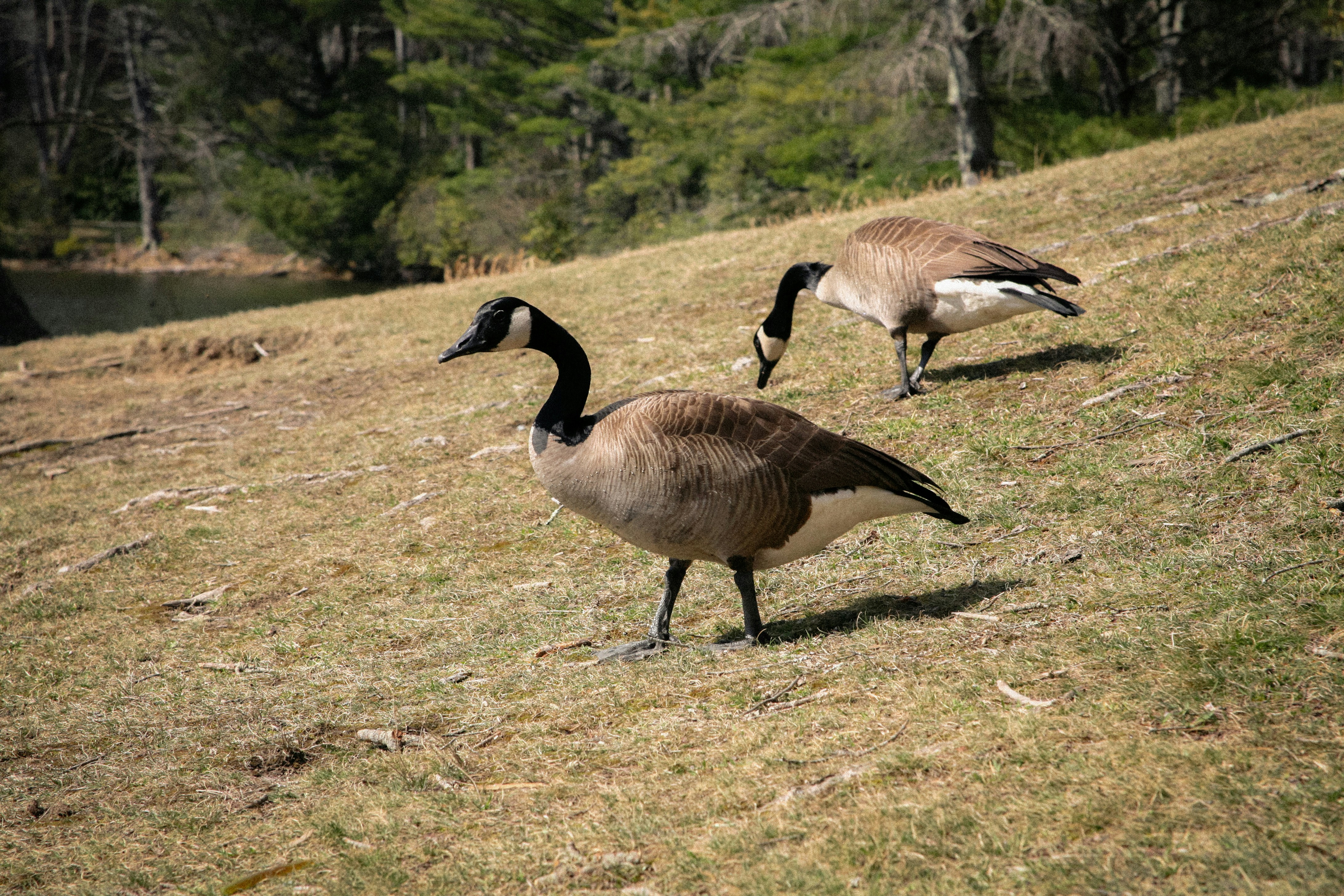 Two Canada Geese on a Sunlit Meadow