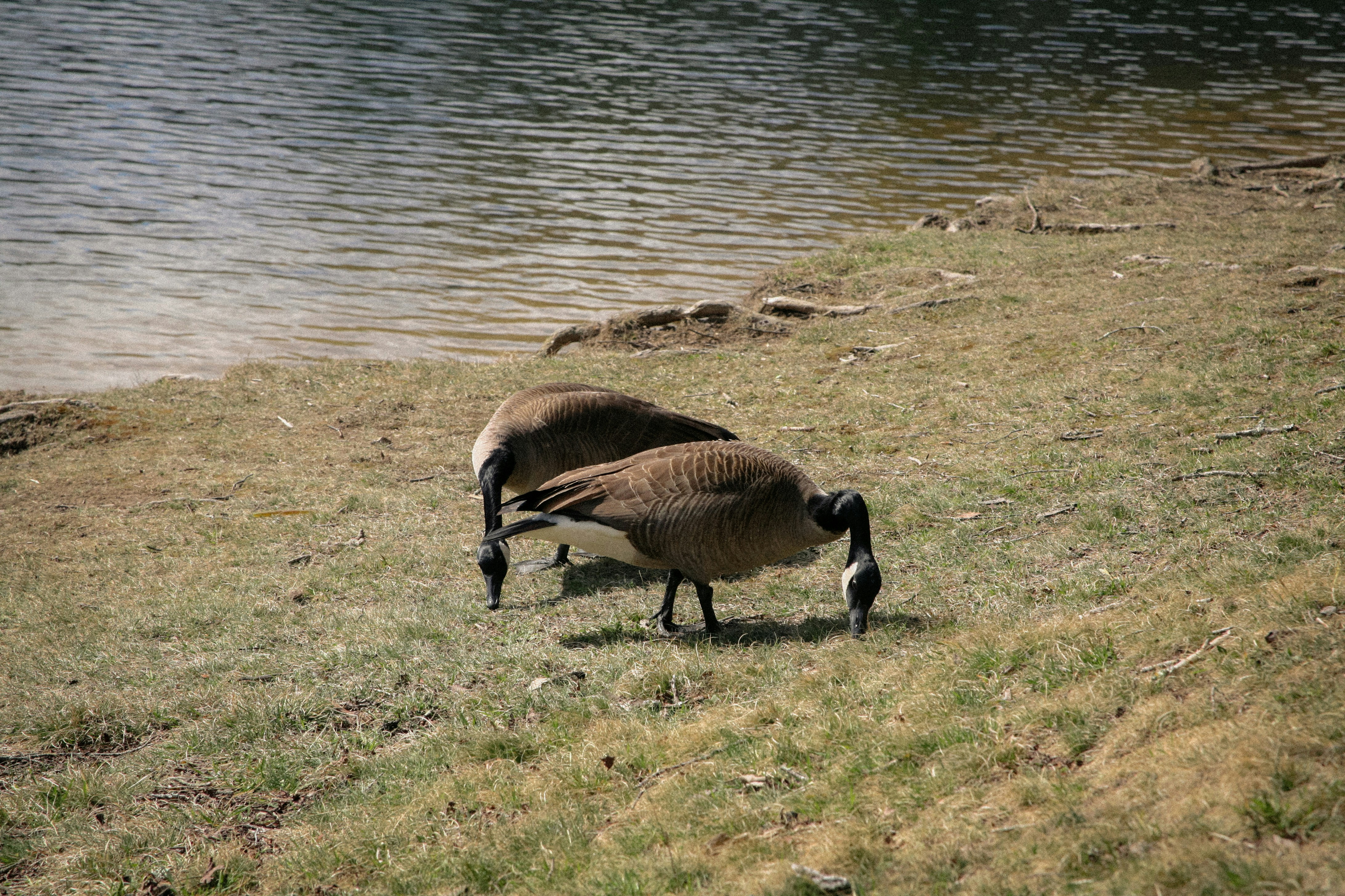 Grazing by the Shoreline: Canada Geese in Low Tide Light