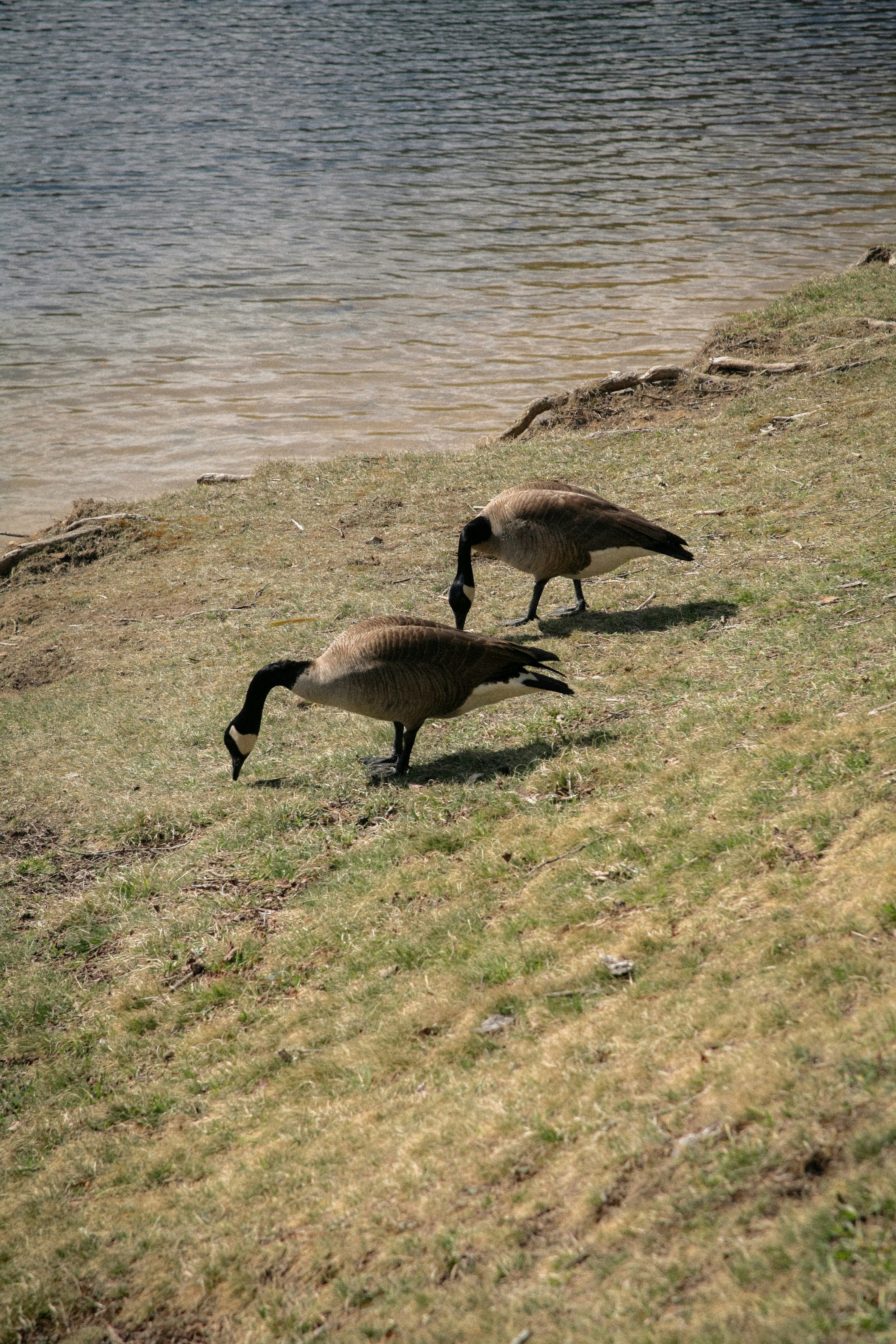 Two Canada Geese grazing along a sunlit lakeshore