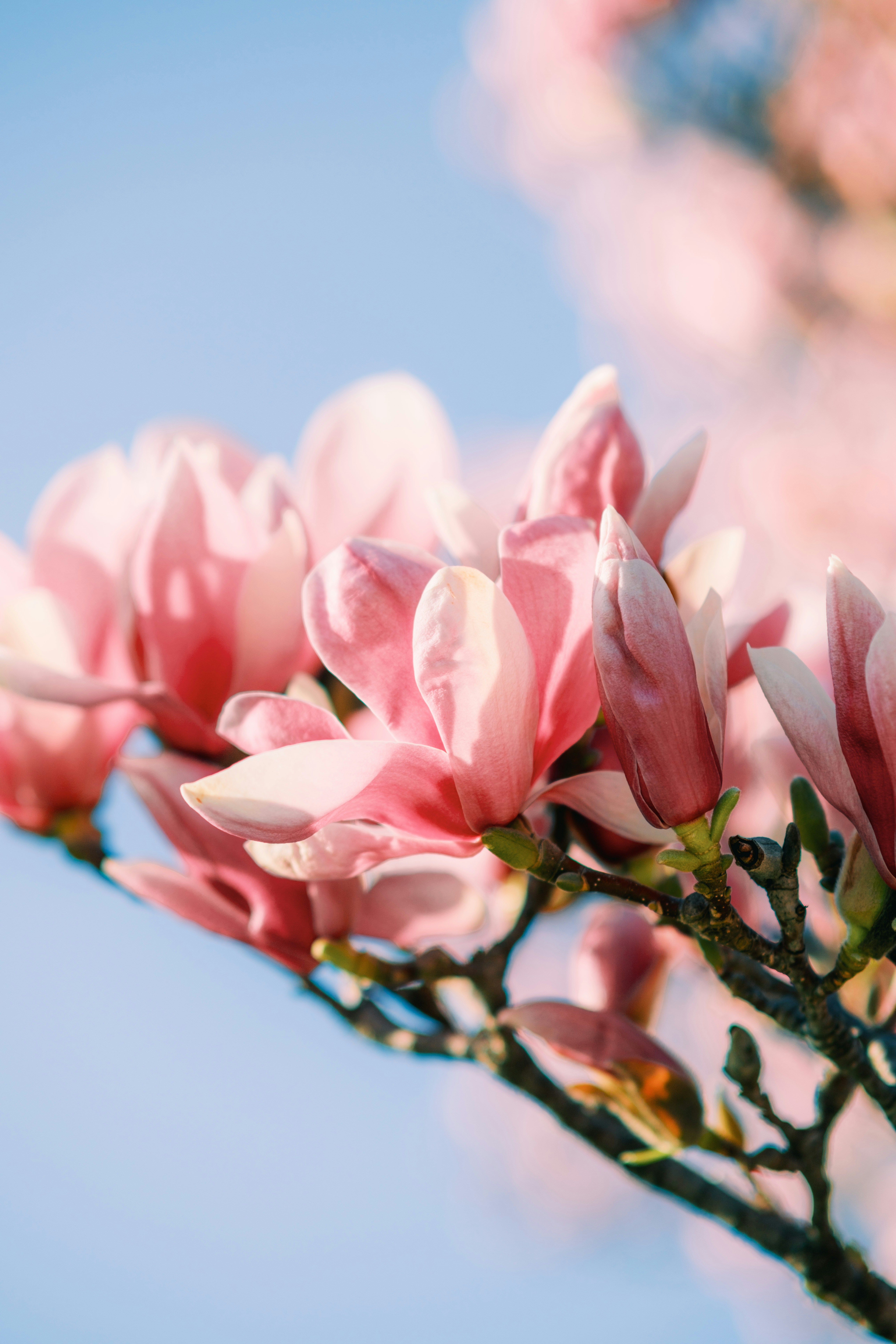 Pink Magnolia Portrait Against a Sky Bluescape