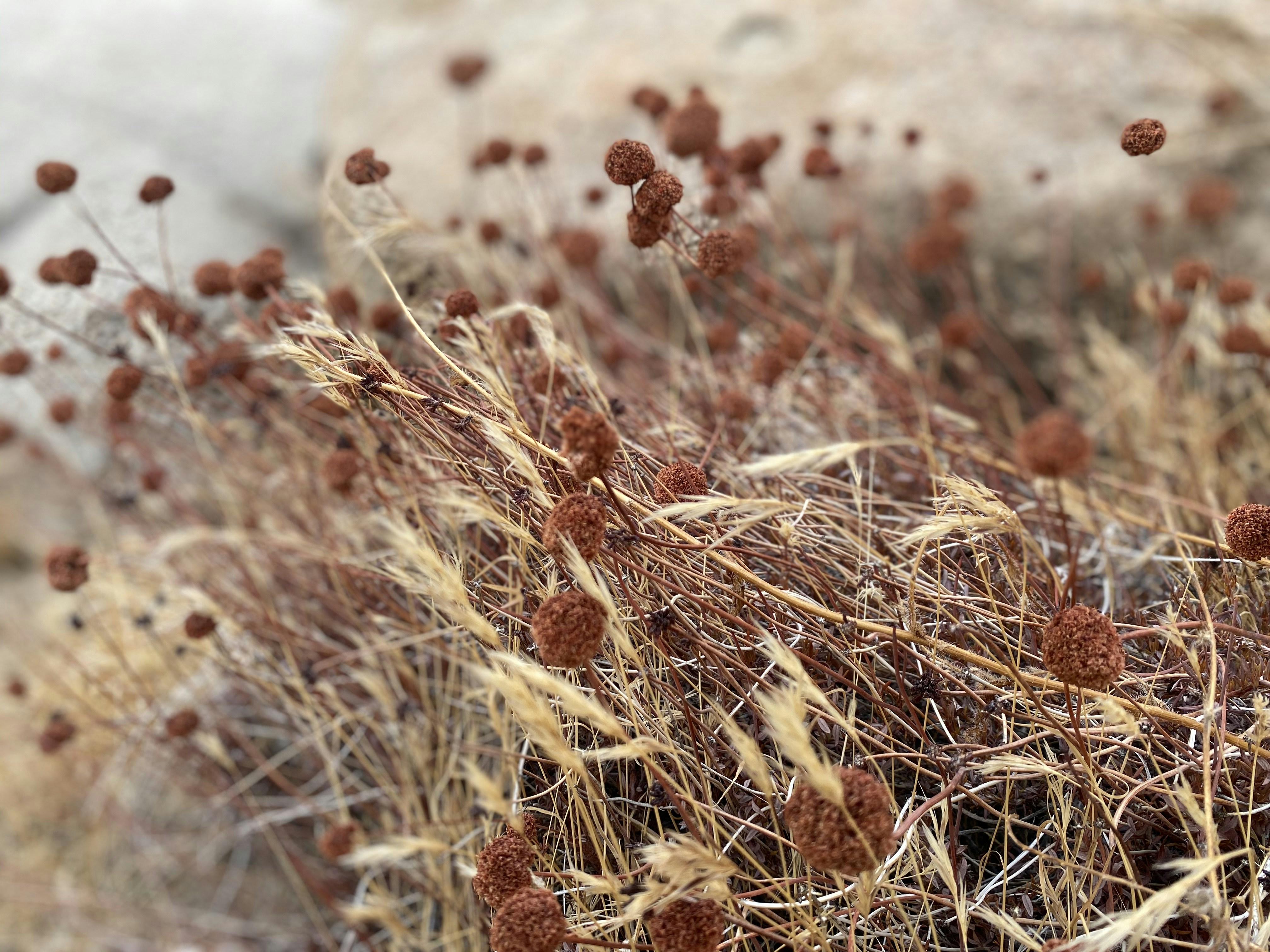 Desert grasses and seedheads in soft focus spring light