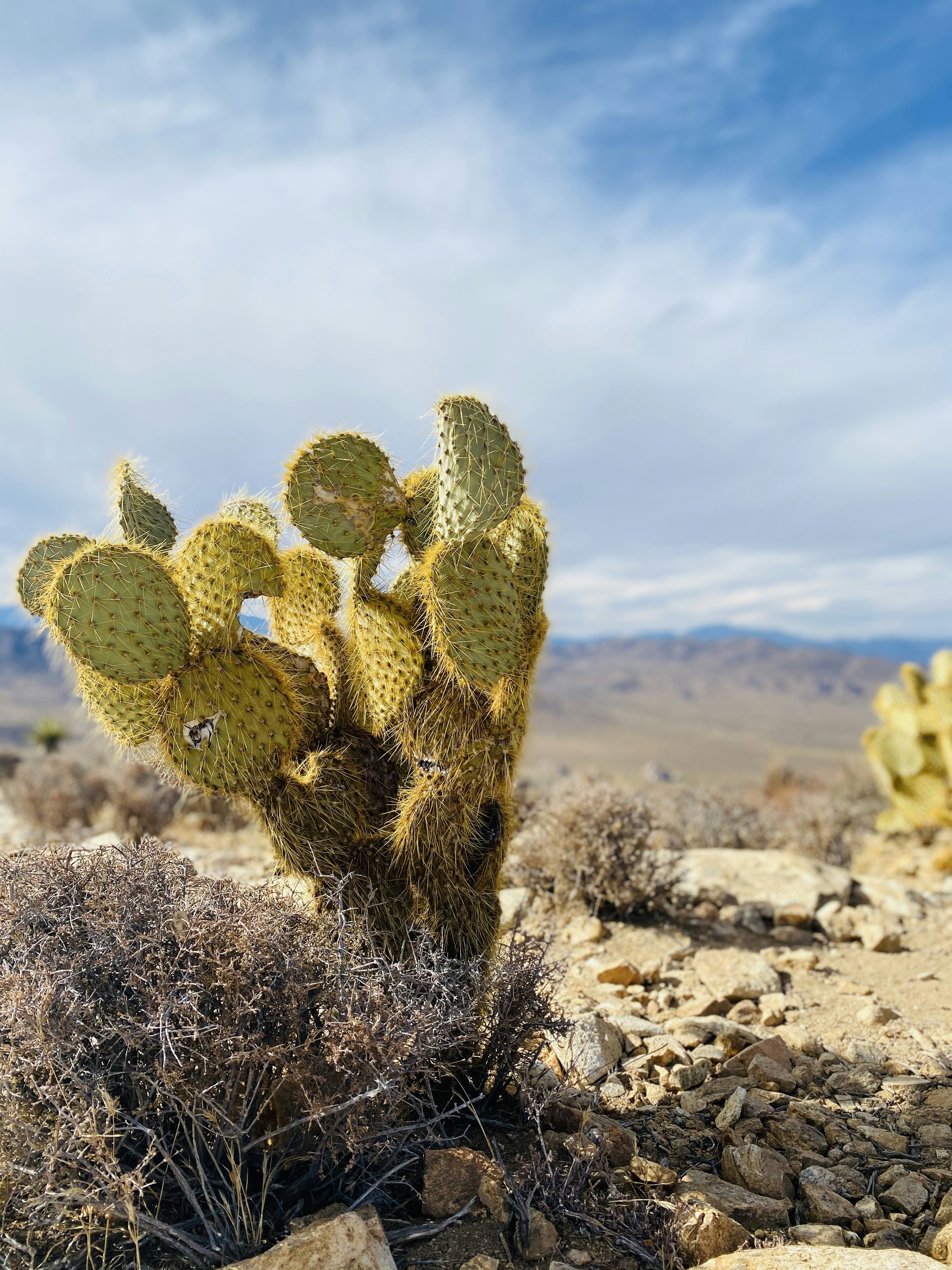 Desert Sunlit Prickles: A Prickly Cactus in Focus
