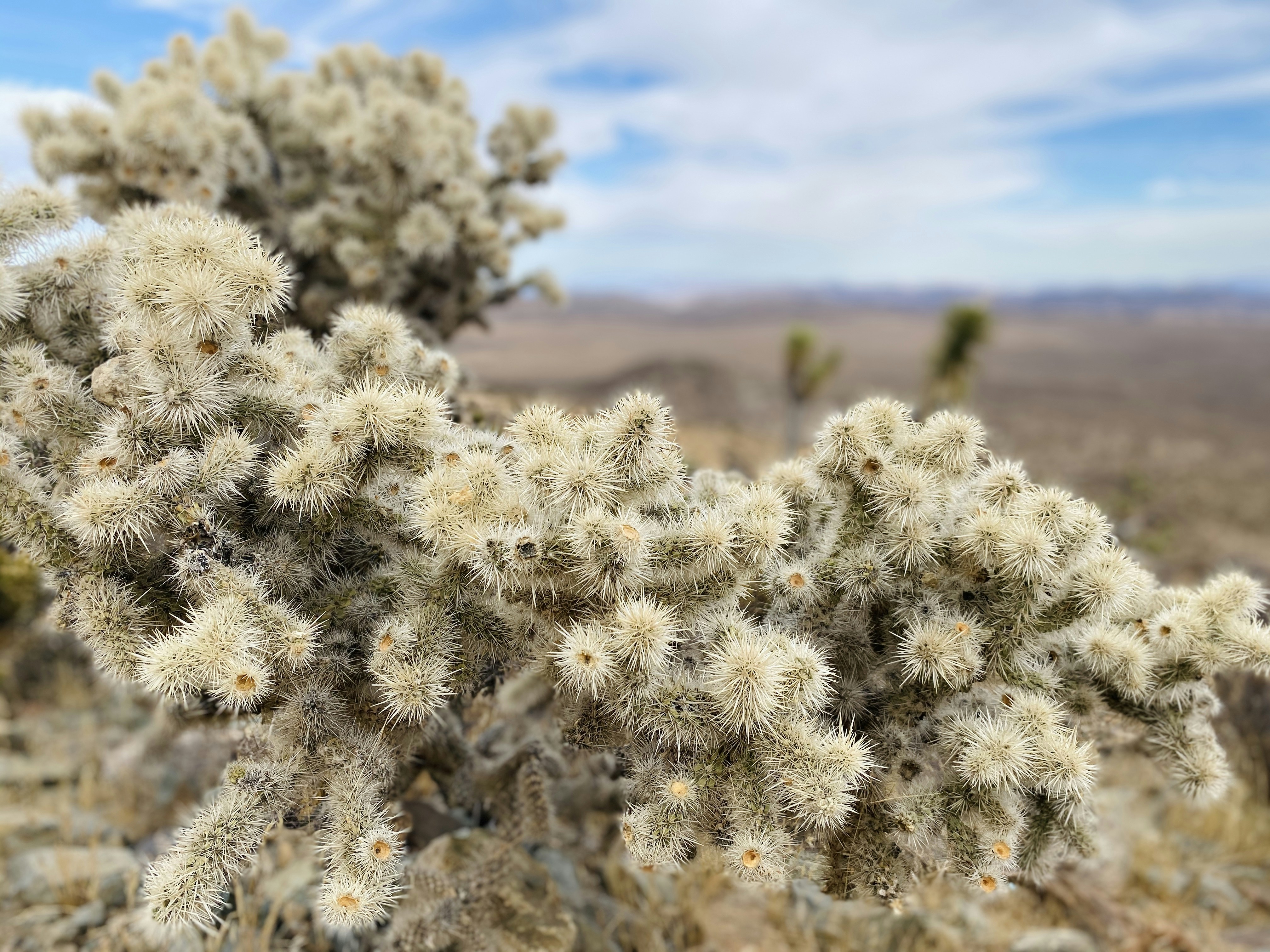Desert Bloom: Close-up of a Woolly Cactus in Focus