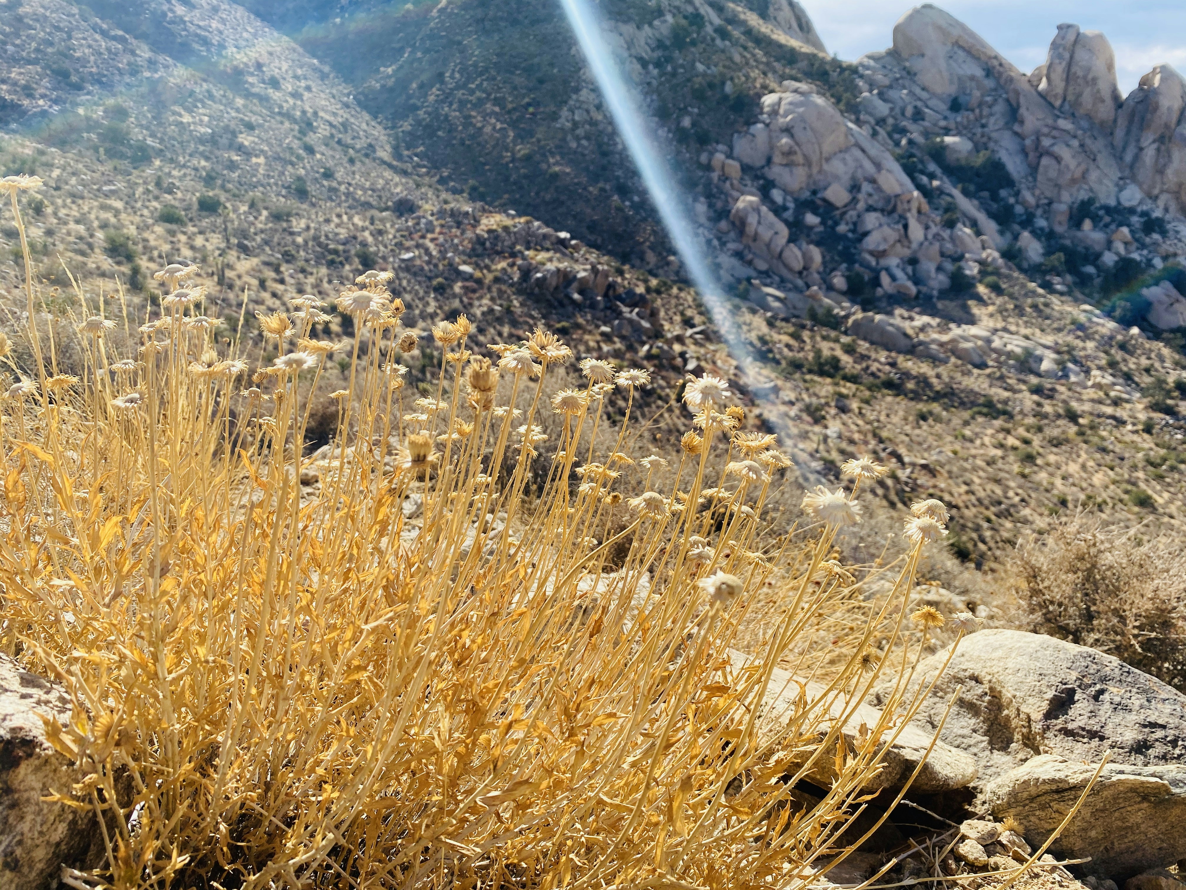 Golden Stalks at the Foot of Scraggy Peaks