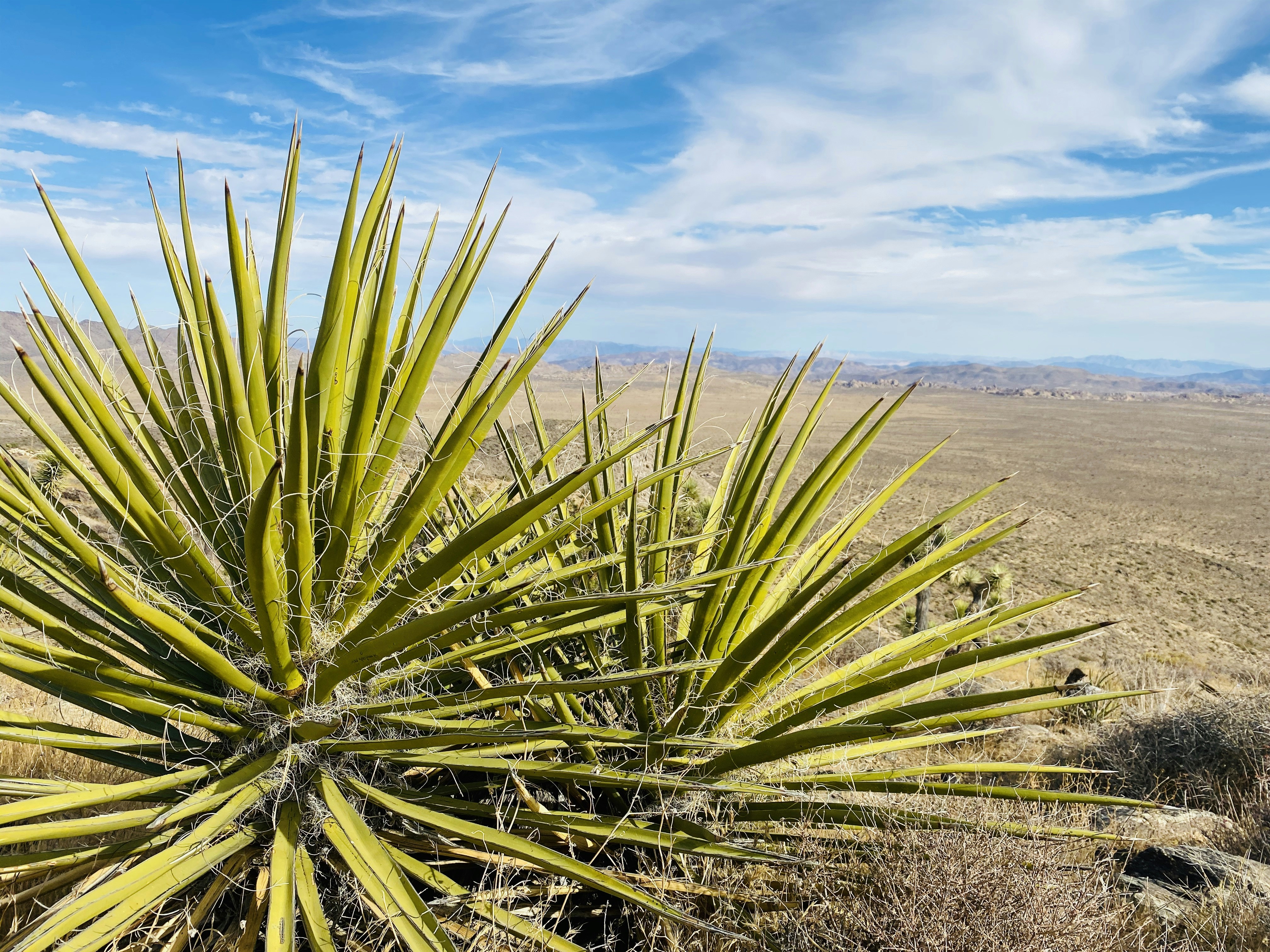 Desert Tuft in Focus: A Yucca Frontier Under Wide Skies