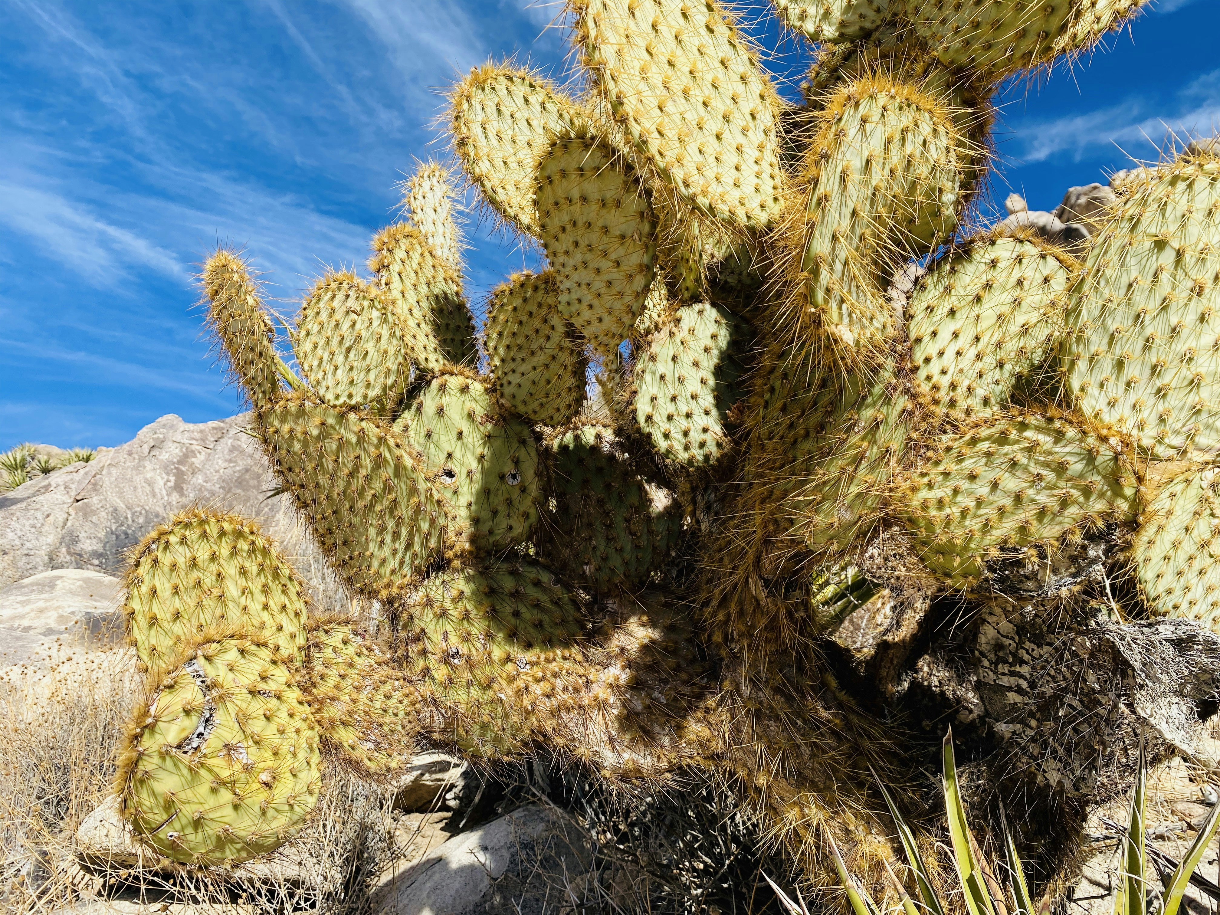Desert Sage: CactusGlow Under a Azure Sky