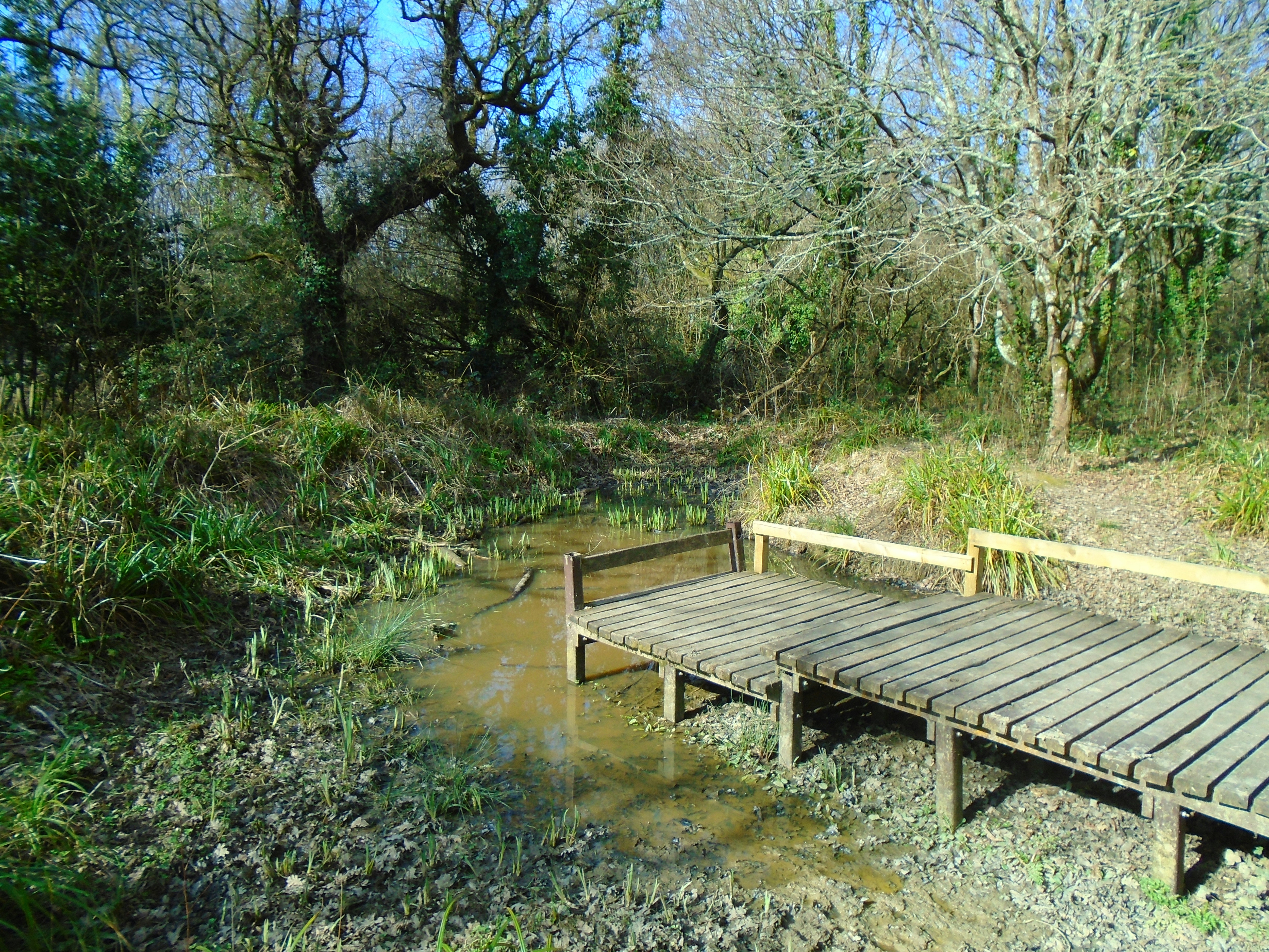 Wooden Pier Extending into a Muddy Stream Amid Spring Trees