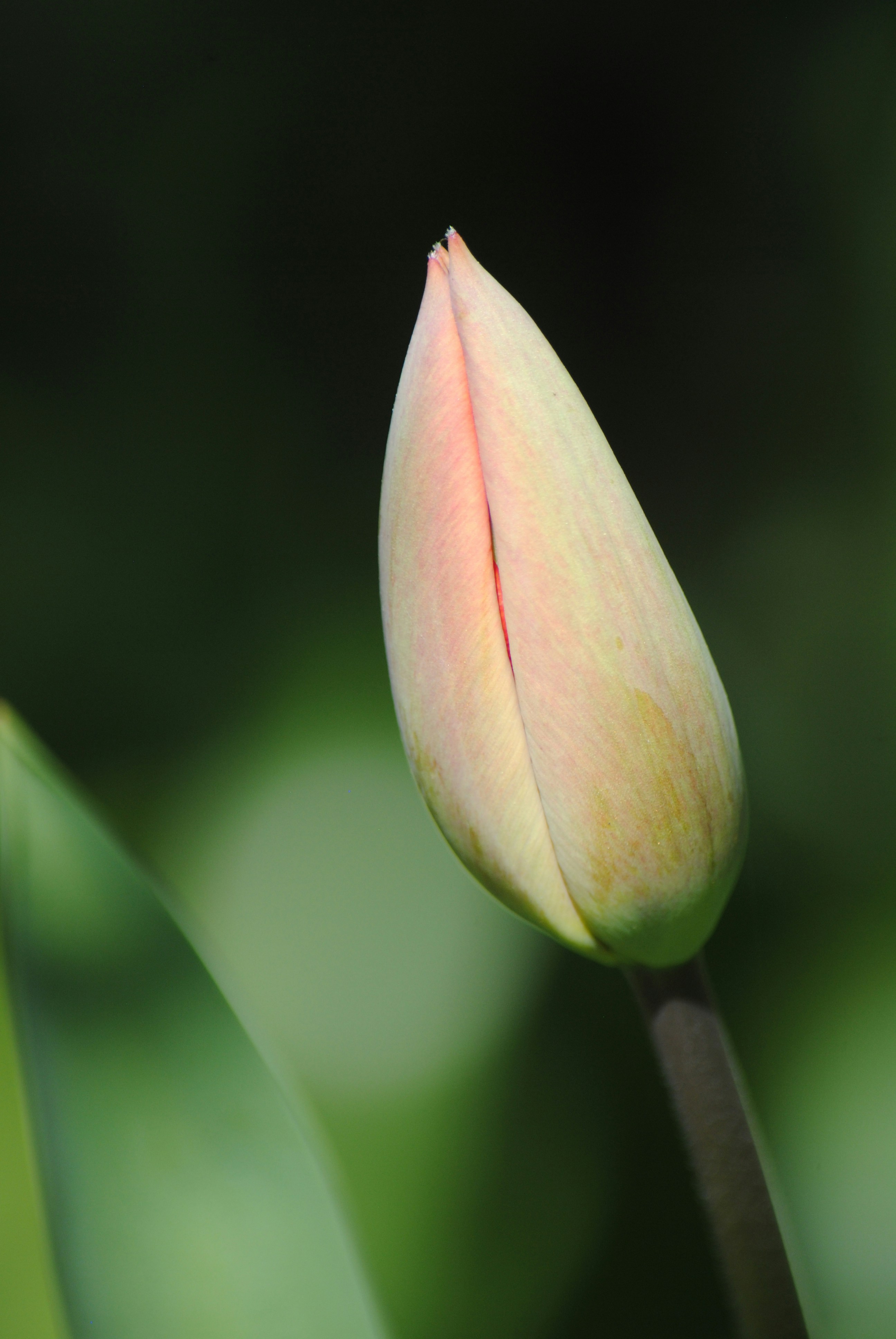 Petal Prism: a pale tulip bud set against a soft, blurred backdrop