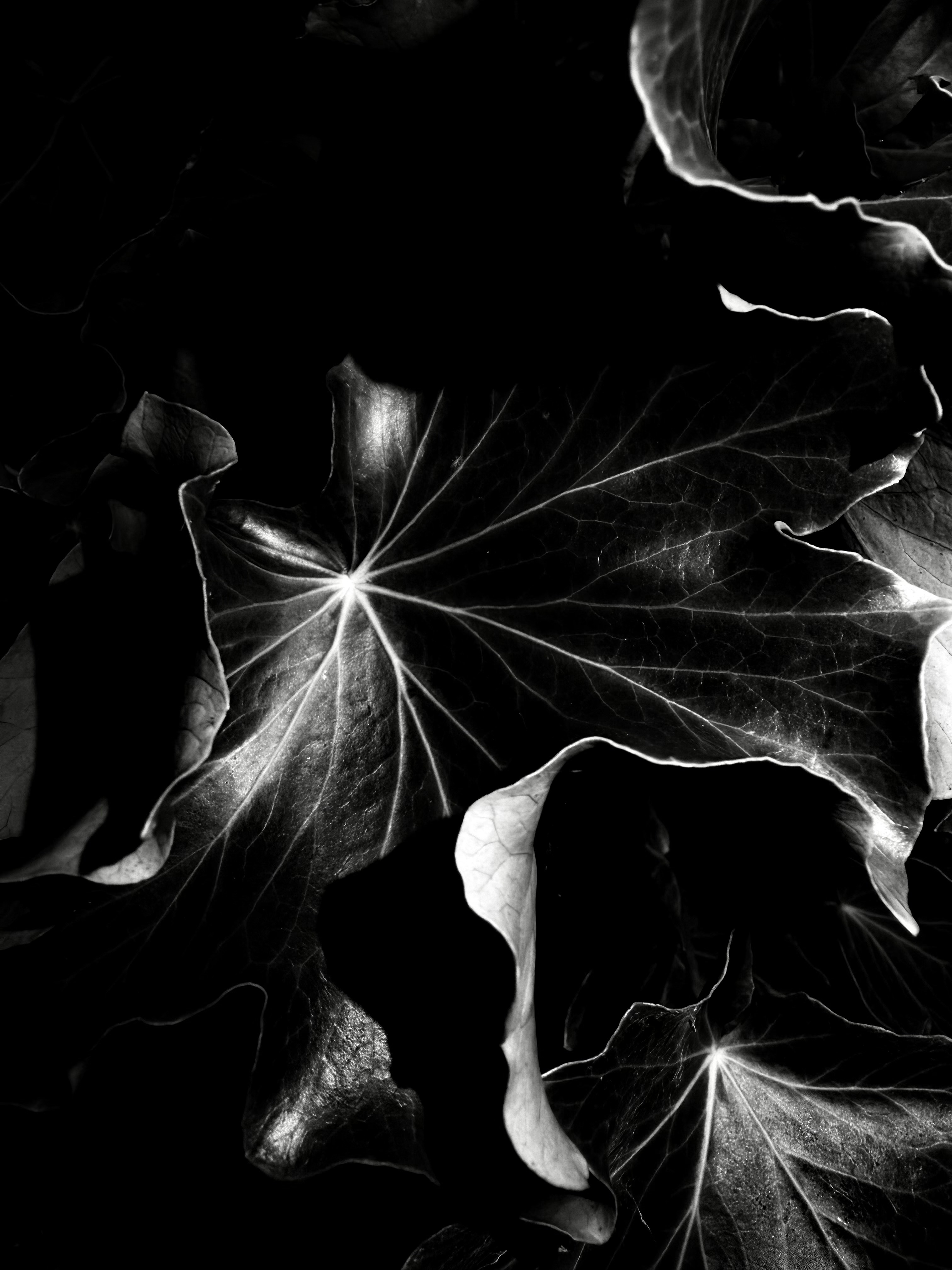 Monochrome Tide: Veins of Darkness in a Leaf Veil