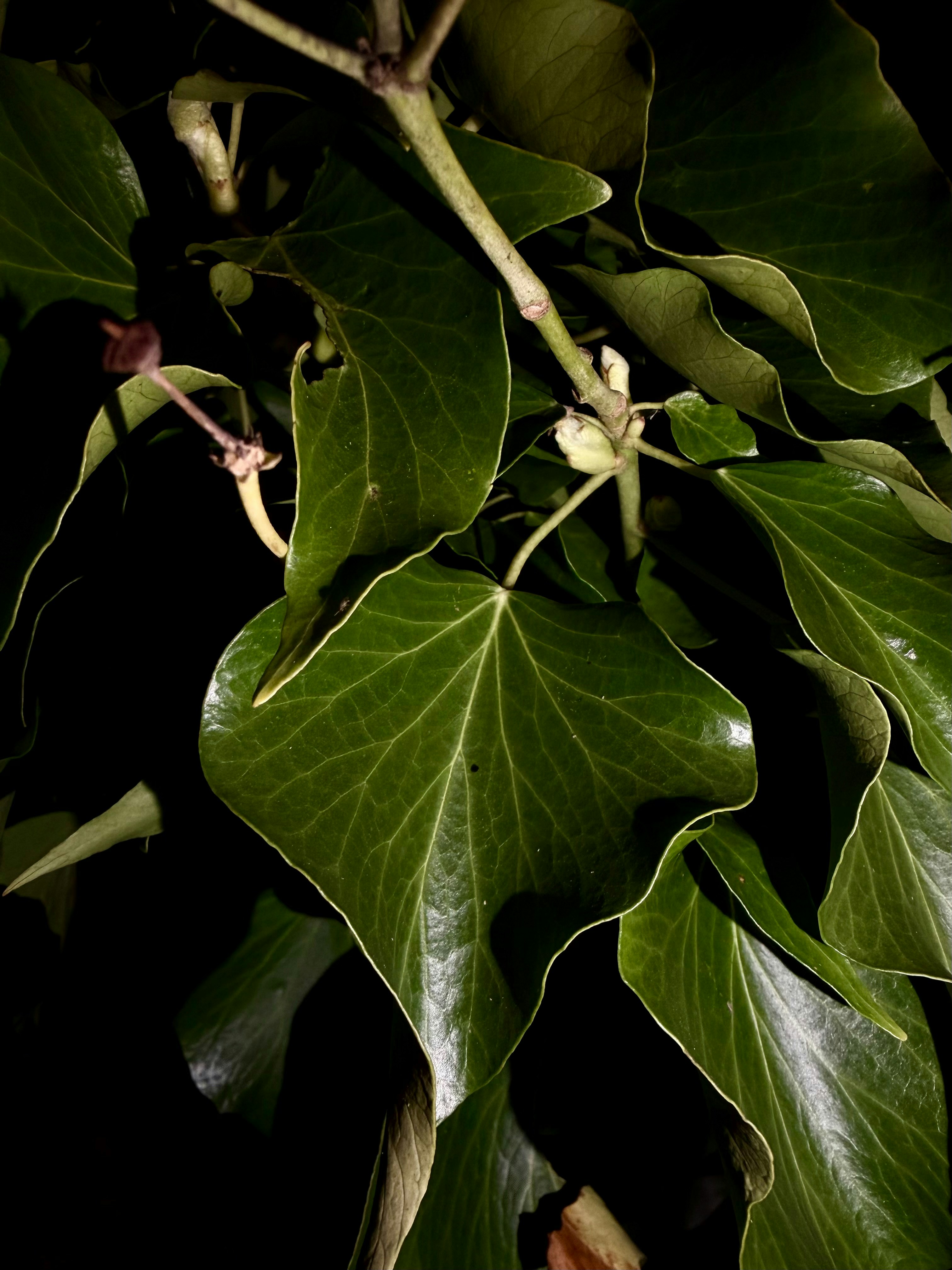 Silhouetted Ivy Veil: Deep Green Leaves in Close-Up Night Glow