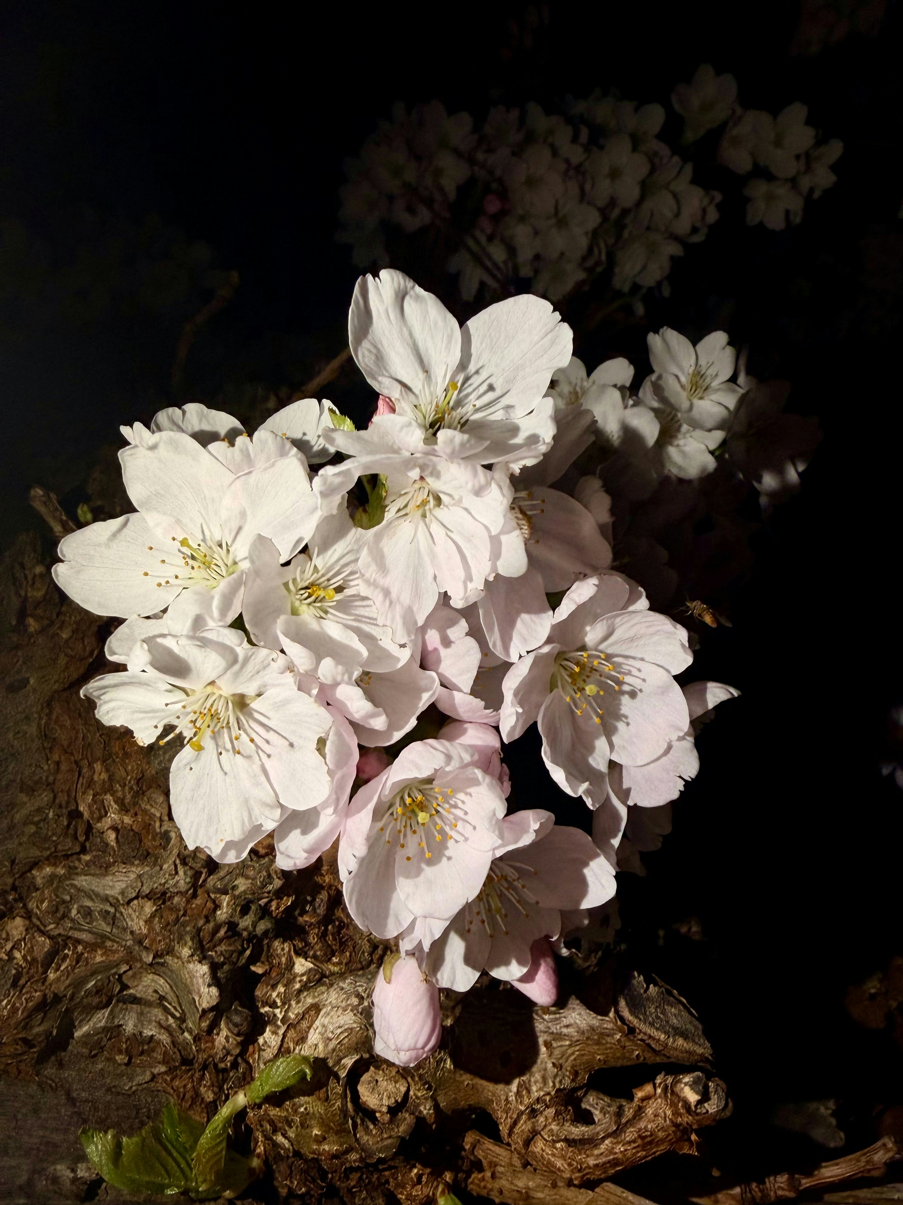 Cluster of pale blossoms on a gnarled trunk at night