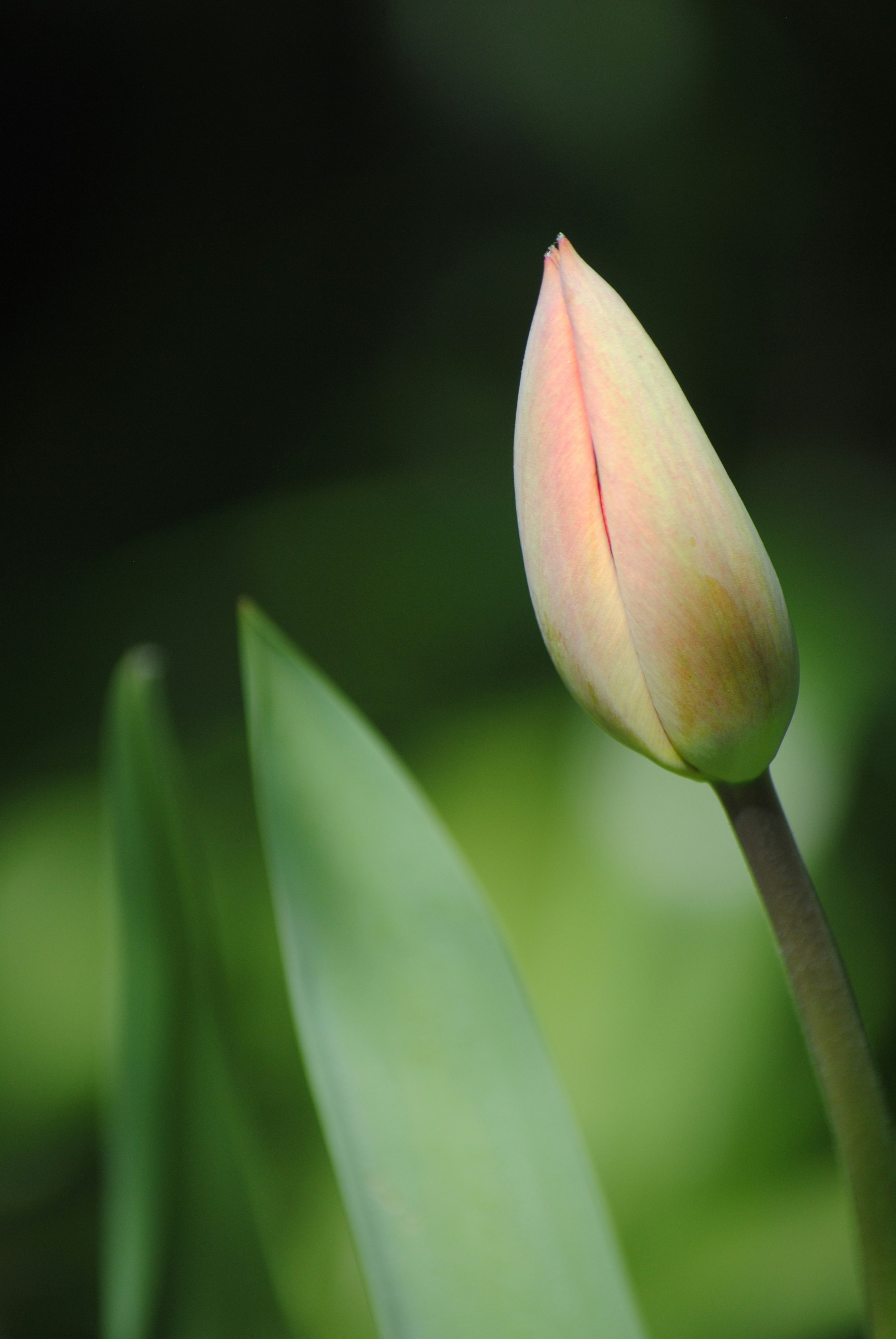 Primed Rosebud: a pale pink bud poised against a soft green blur
